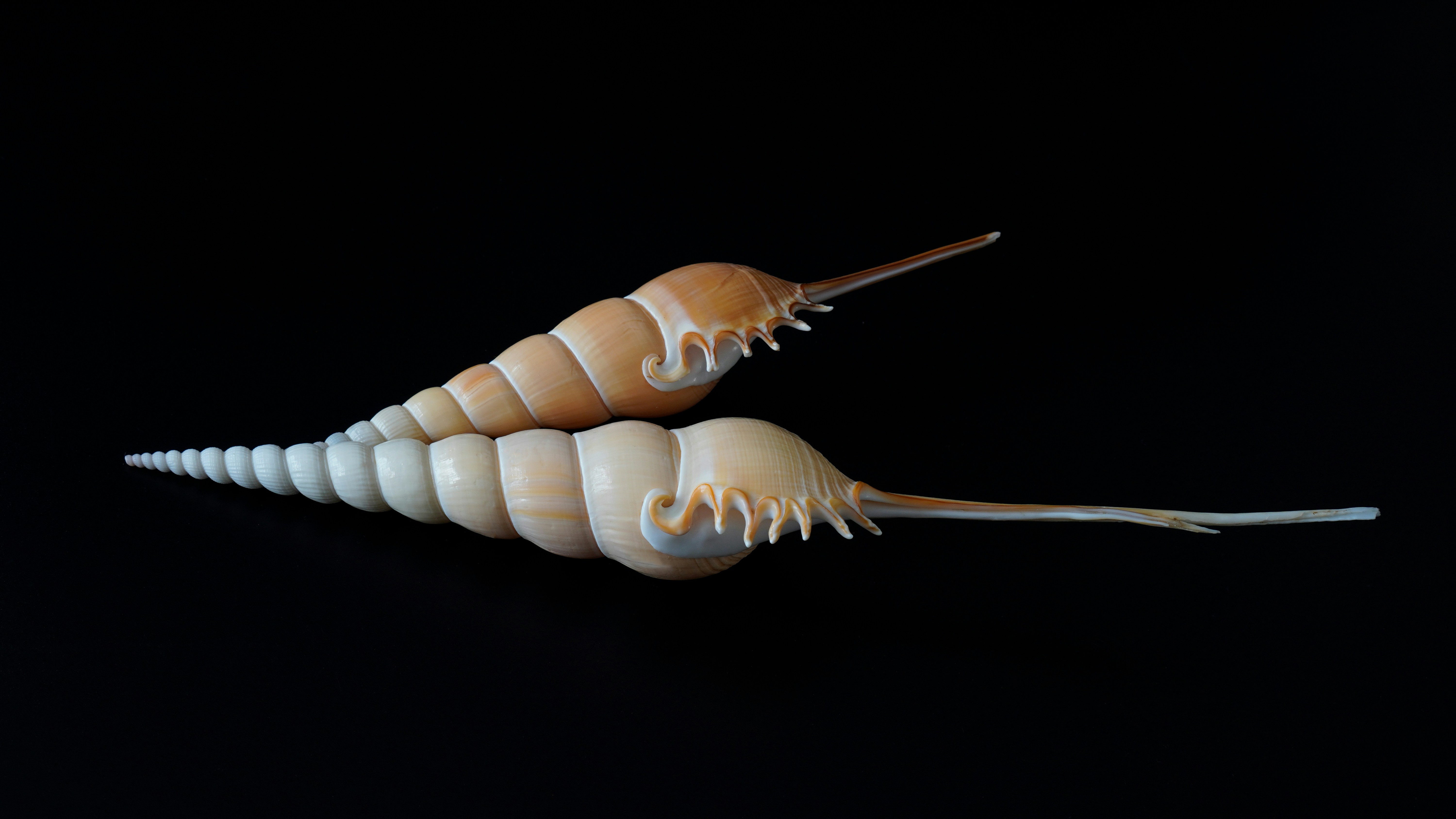 A close up of two shells on a black background photo – Free Two Image ...