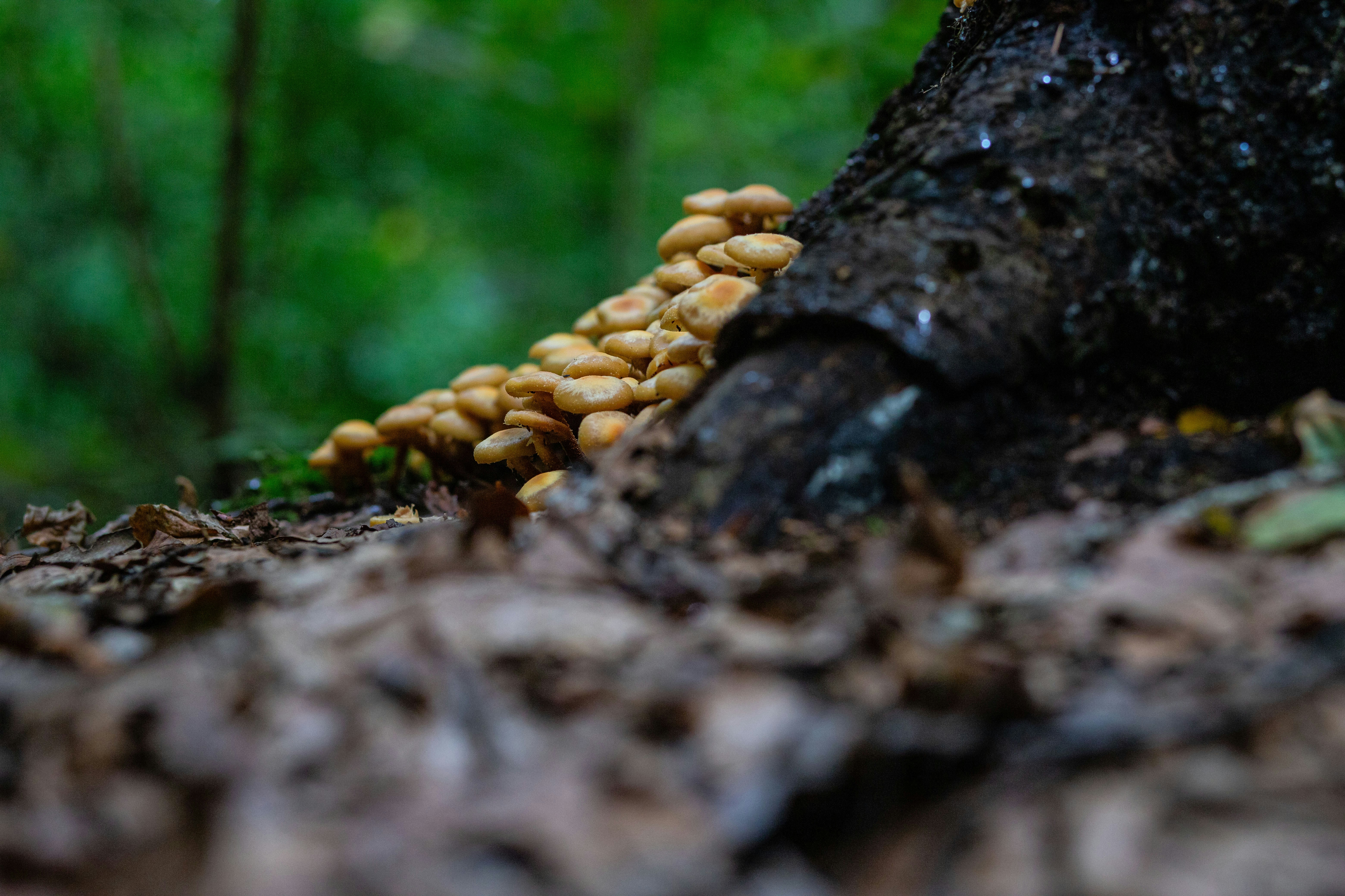 Mushroom Row on a Rain-Washed Log in a Quiet Forest