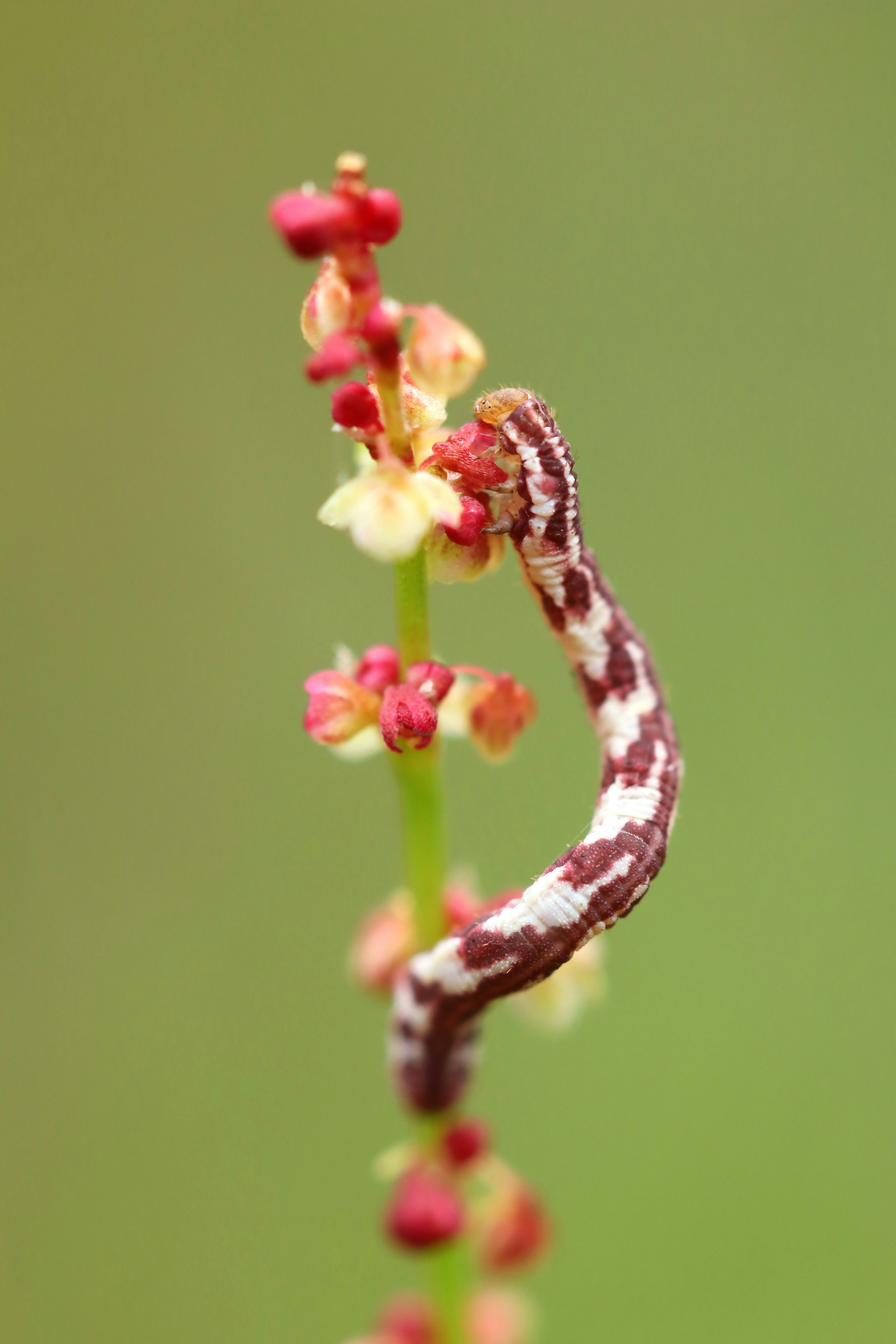 Stripe-Weave Inchworm Clings to a Blooming Stem