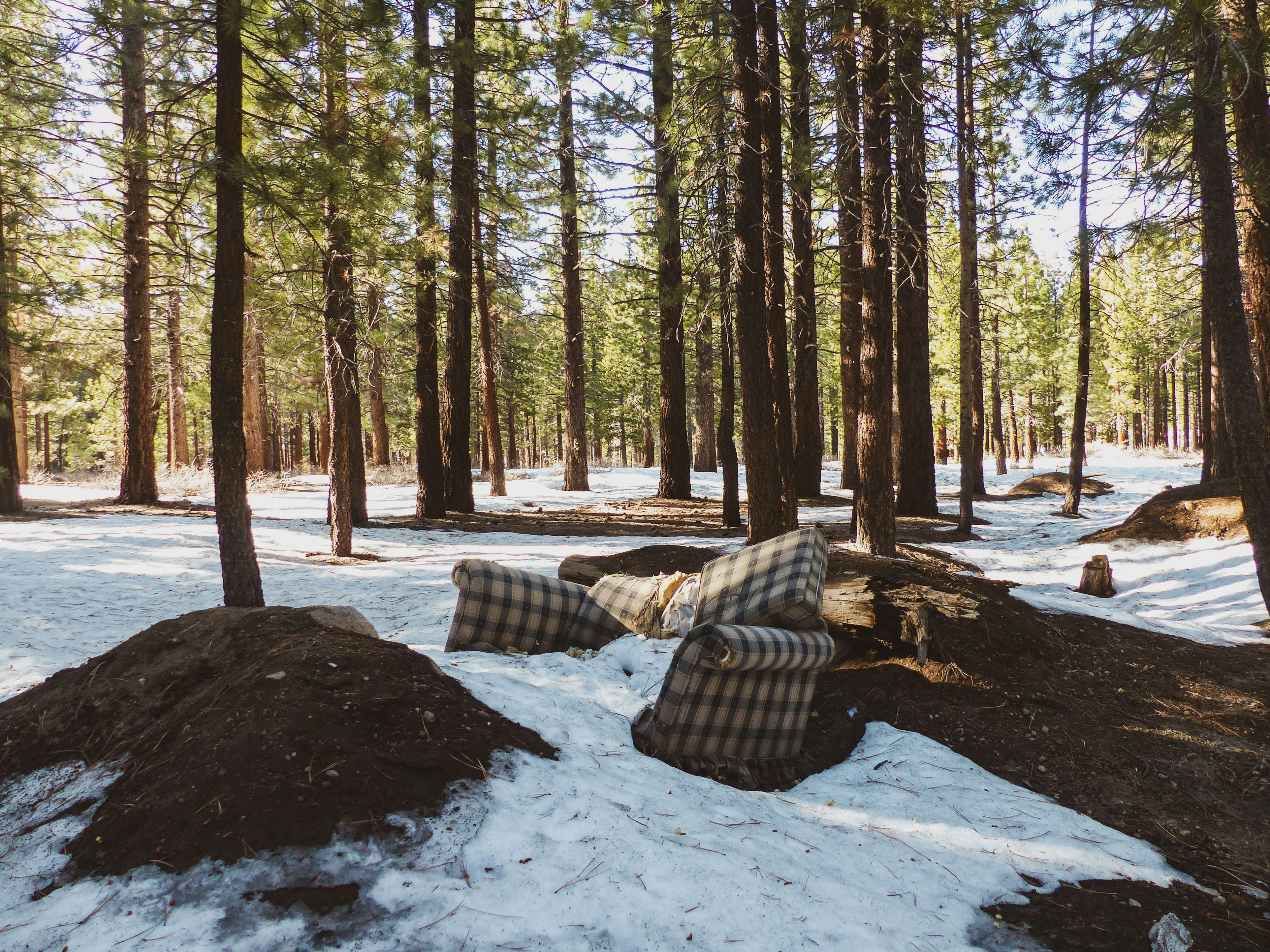 Snowy Forest Interlude: Cushioned by Pillows Beneath Pine Shade