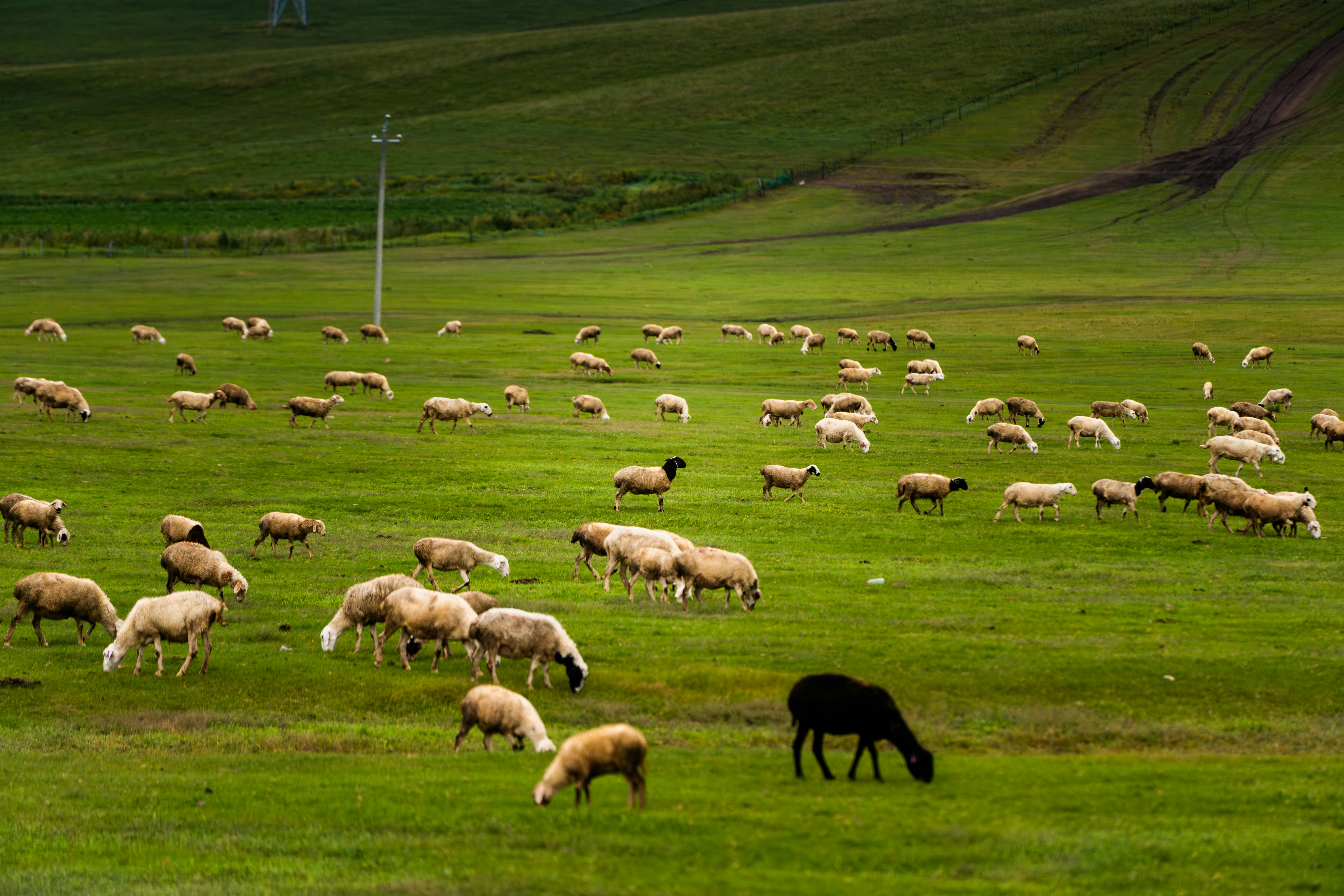 Grassland,Nei Mongol,sheep