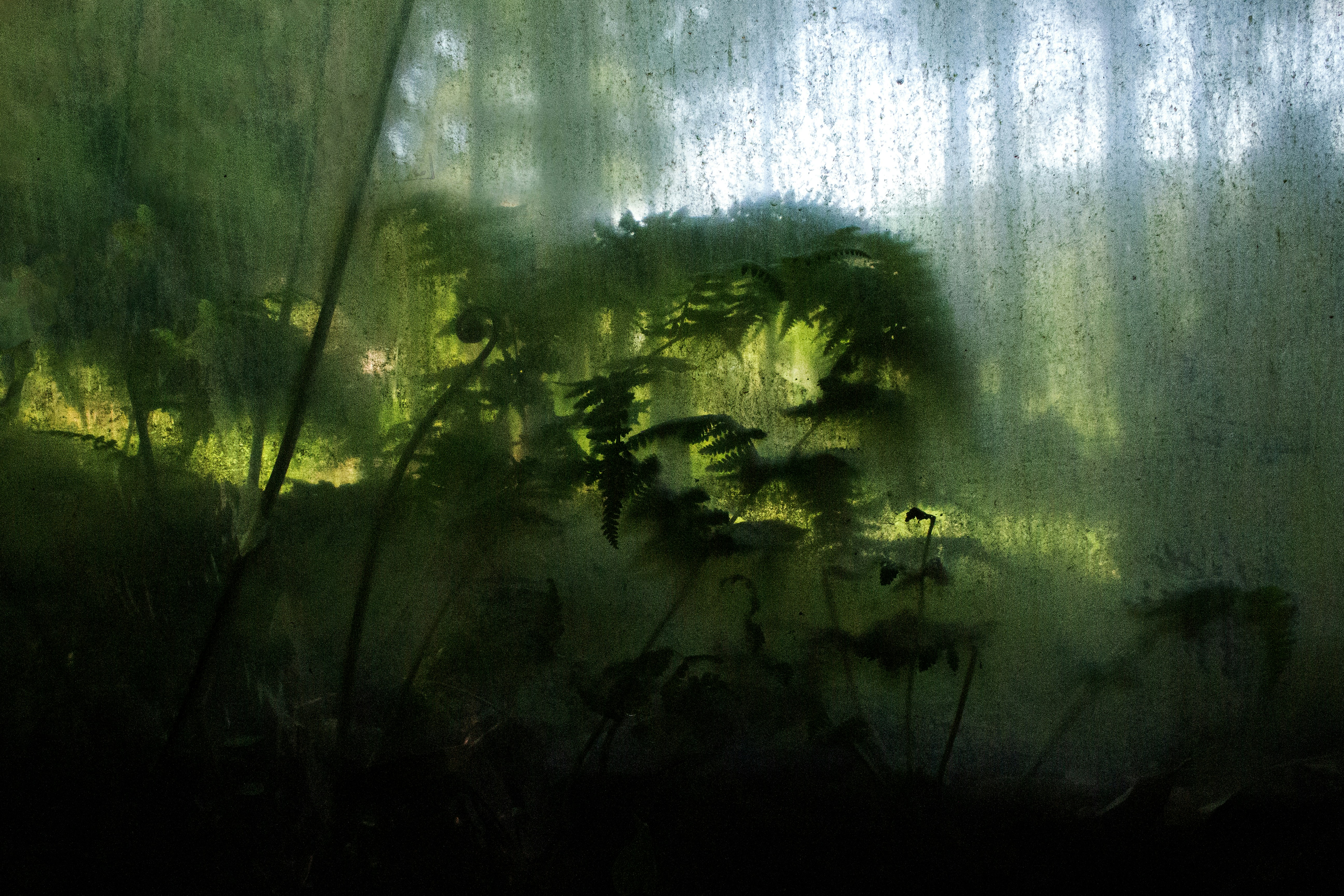 Under the Green Veil: Light Filtering Through a Translucent Fern-Tent