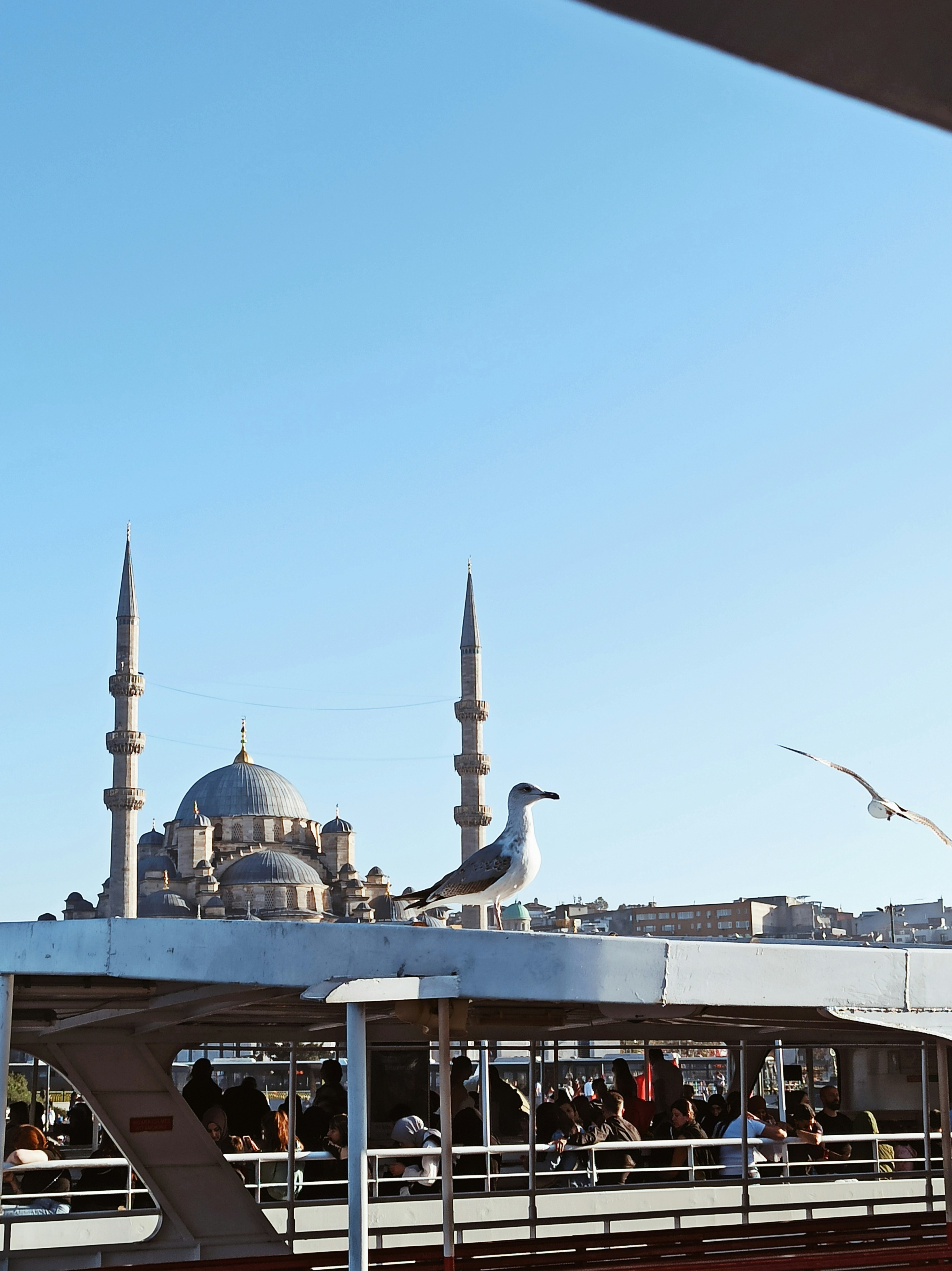 Seagull on a City Ferry Over Istanbul's Blue Mosque Skyline