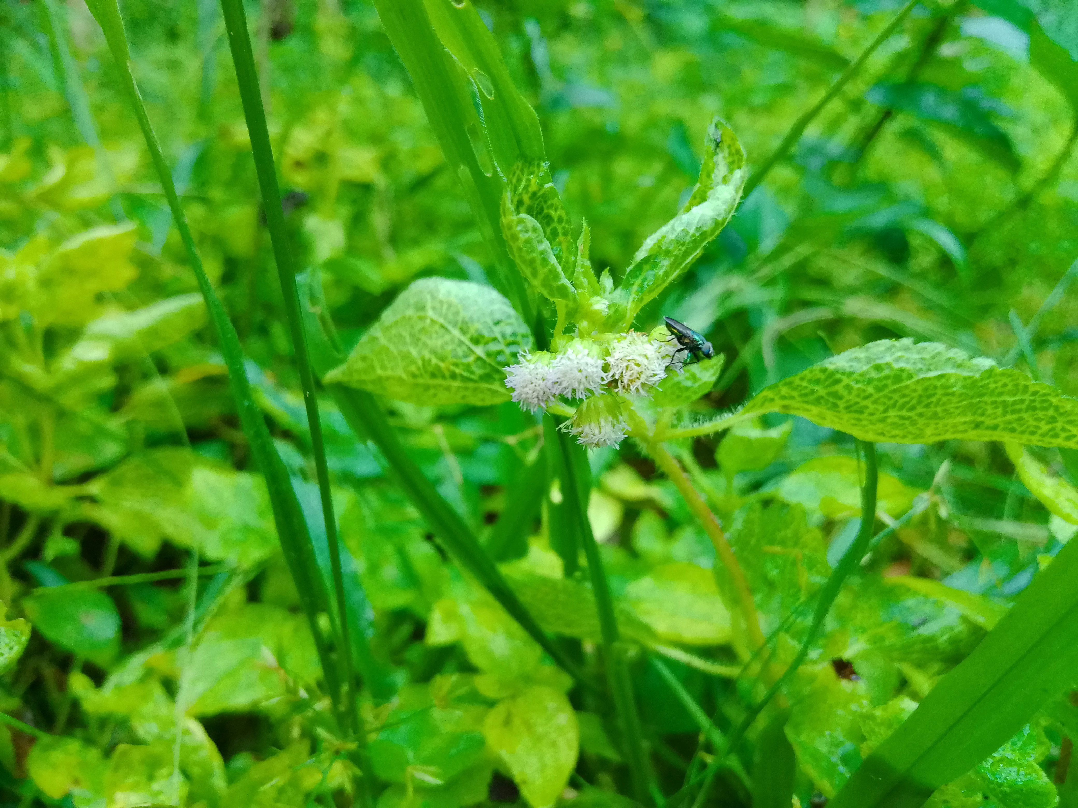 Close-up of a green herbaceous setting with a small white bloom