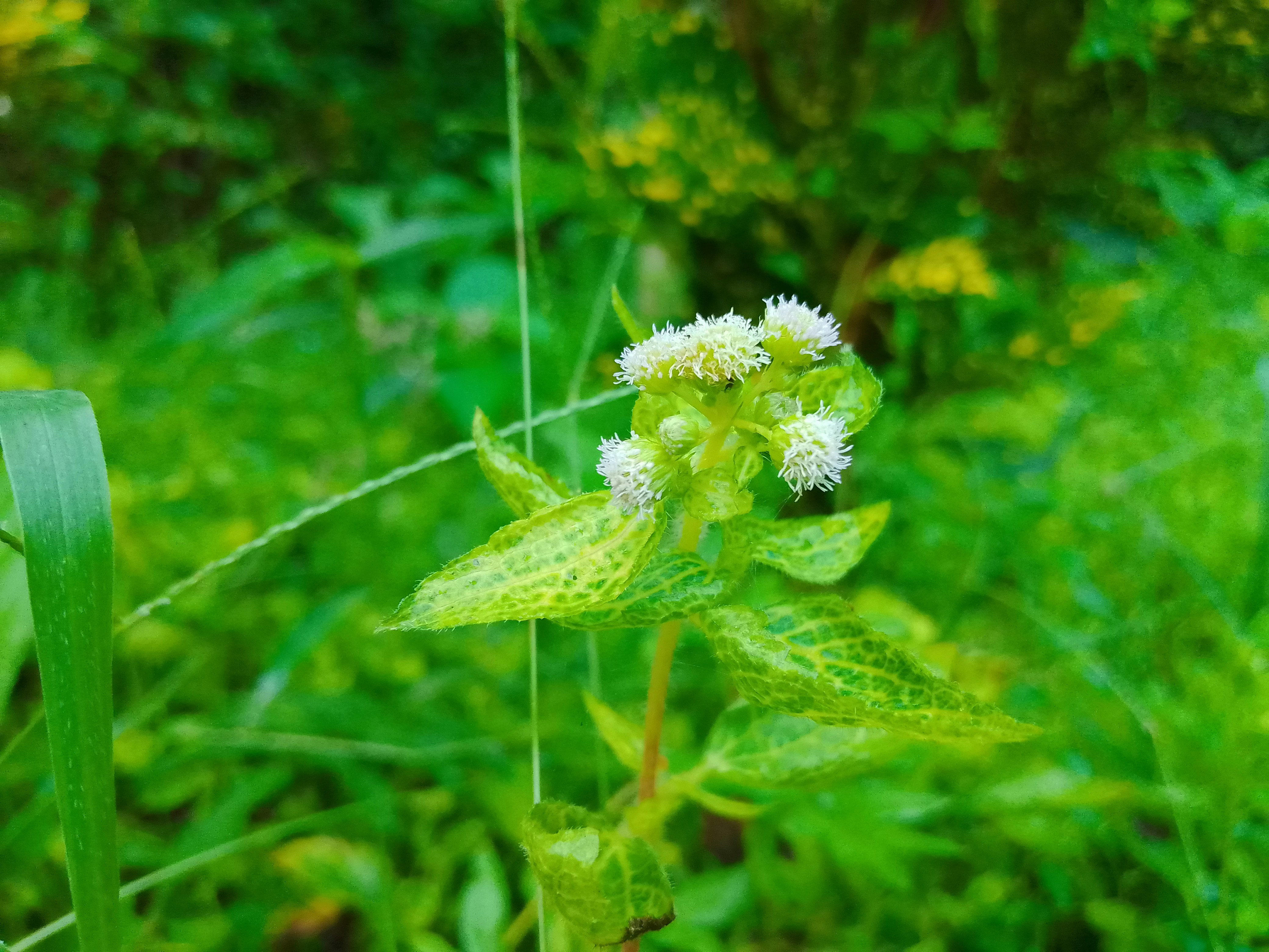 Dew-kissed cluster in a green tapestry
