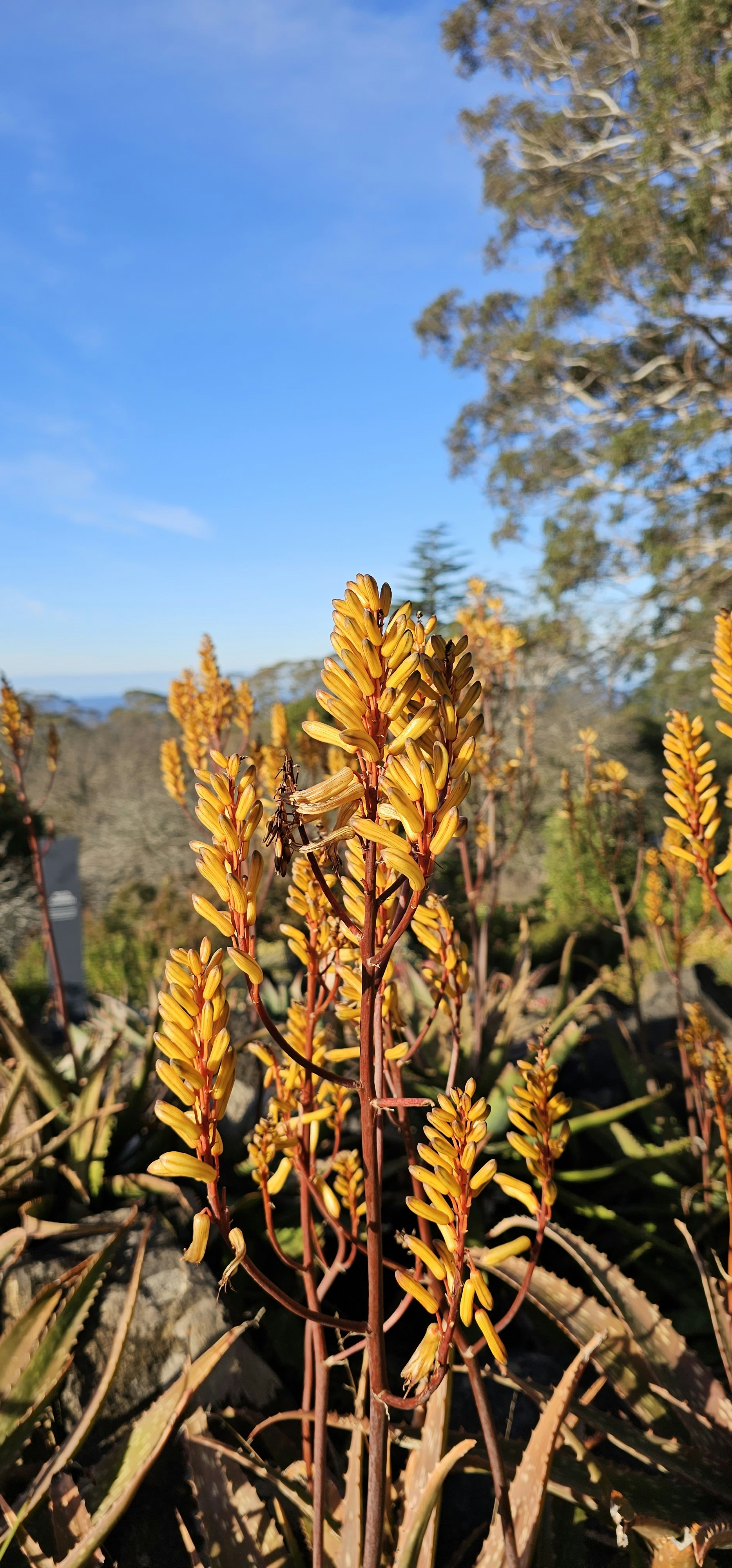 Golden Spires in a Coastal Garden Under a Clear Blue Sky