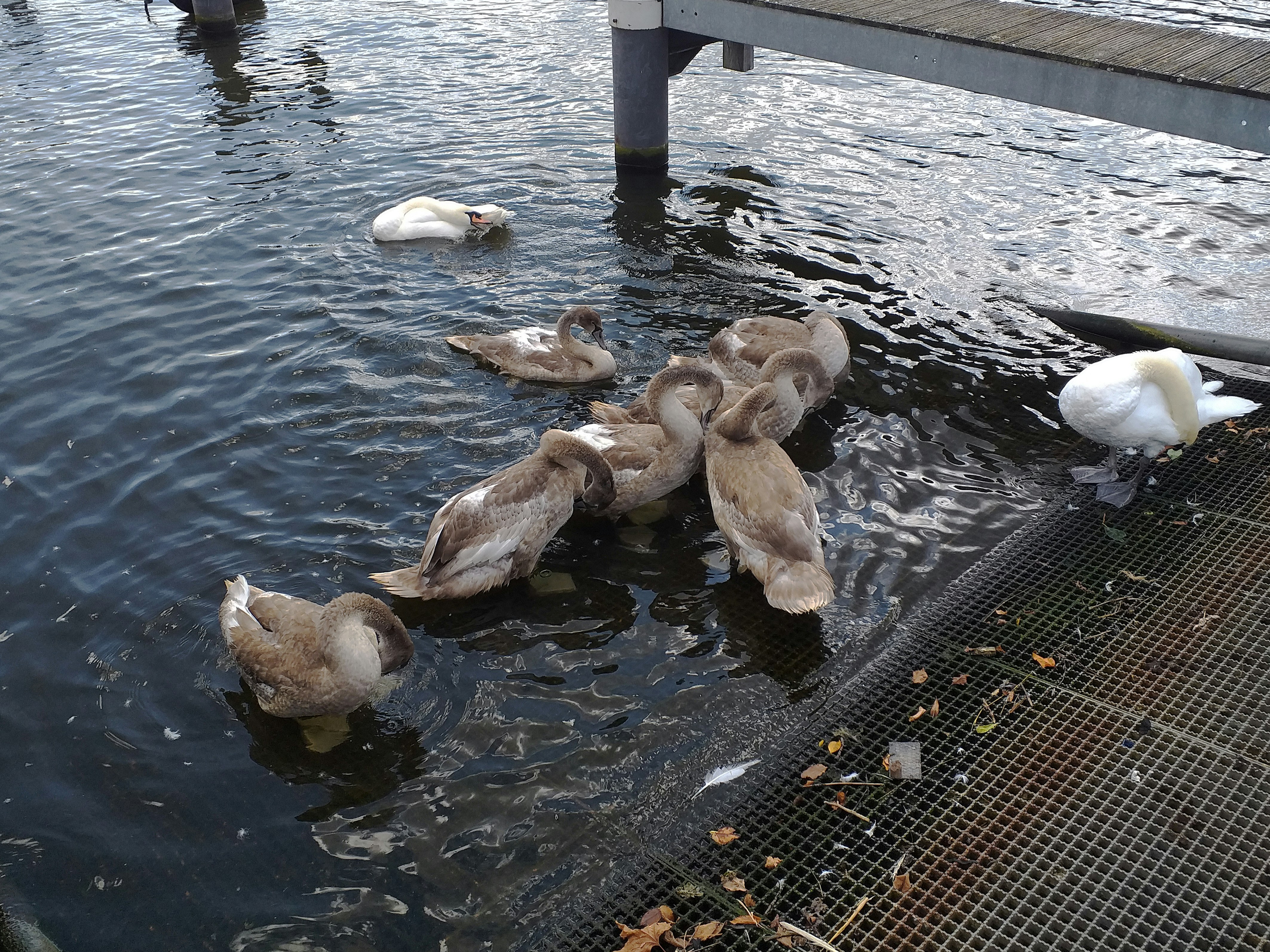 Free photo of a family of white young swans, splashing and cleaning themselves in the water surface of the old port Oosterdok in Amsterdam city. Street photography of urban animals in The Netherlands by Fons Heijnsbroek - in free images and free download photo. / Gratis foto van een groep zwanen, jong en oud - straatfotografie Amsterdam, Nederland Een groep jonge zwanen poedelen in het water van het Oosterdok, waar de voormalige splash-bus aan land kwam.
