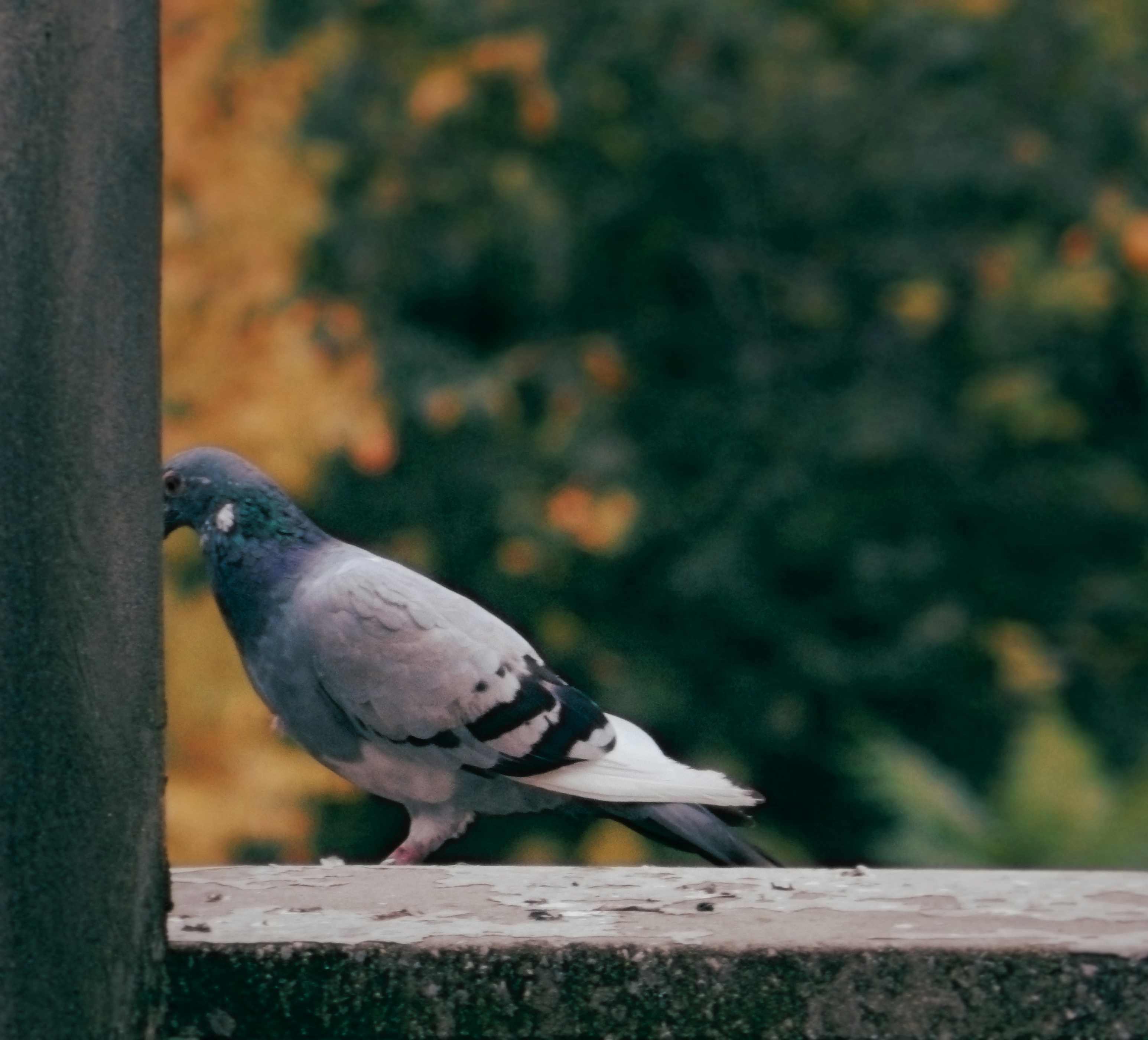 Una paloma sentada en una repisa frente a los árboles foto – Imagen de ...