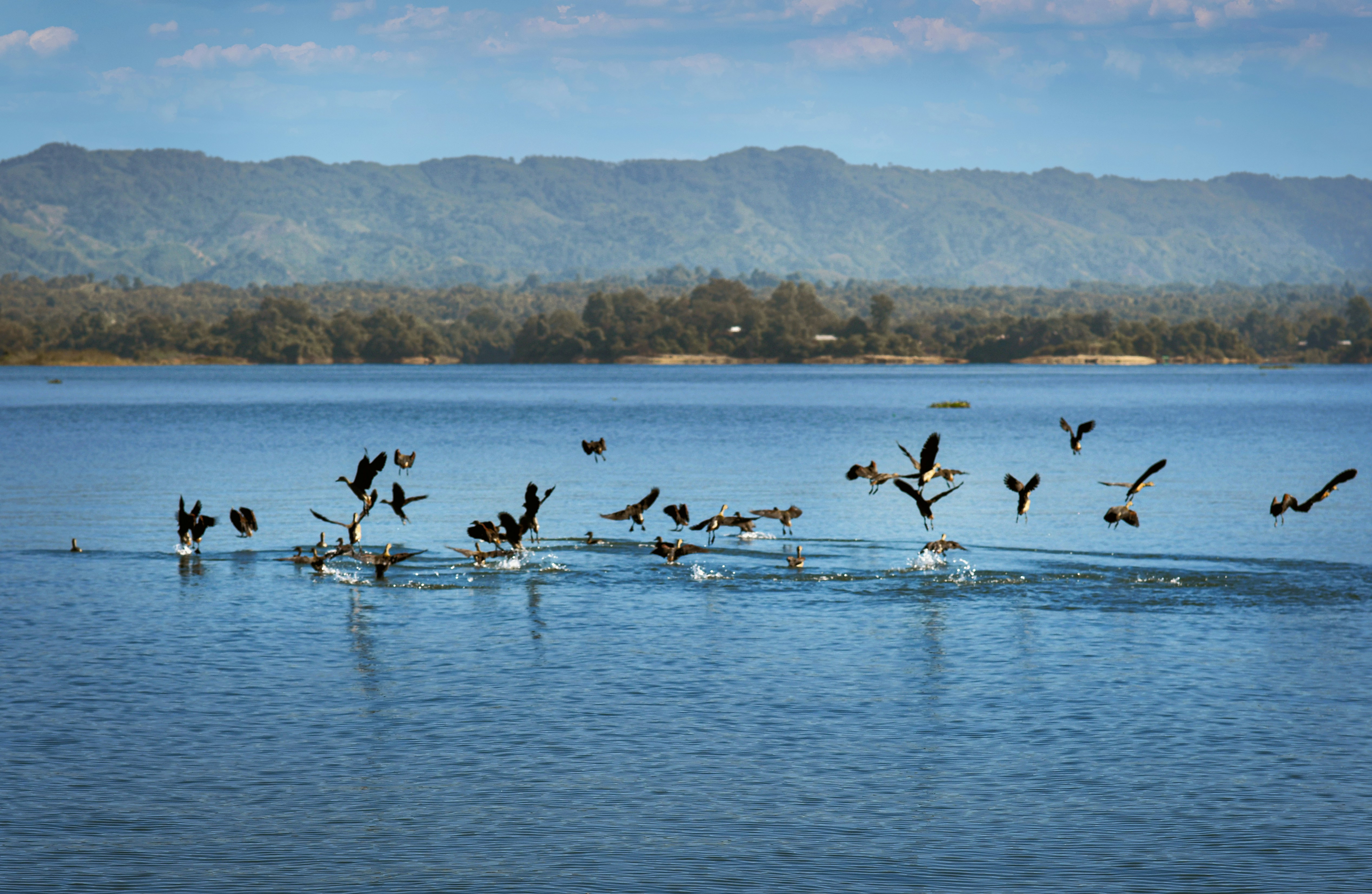 A flock of birds flying over a body of water photo – Free Bird Image on ...