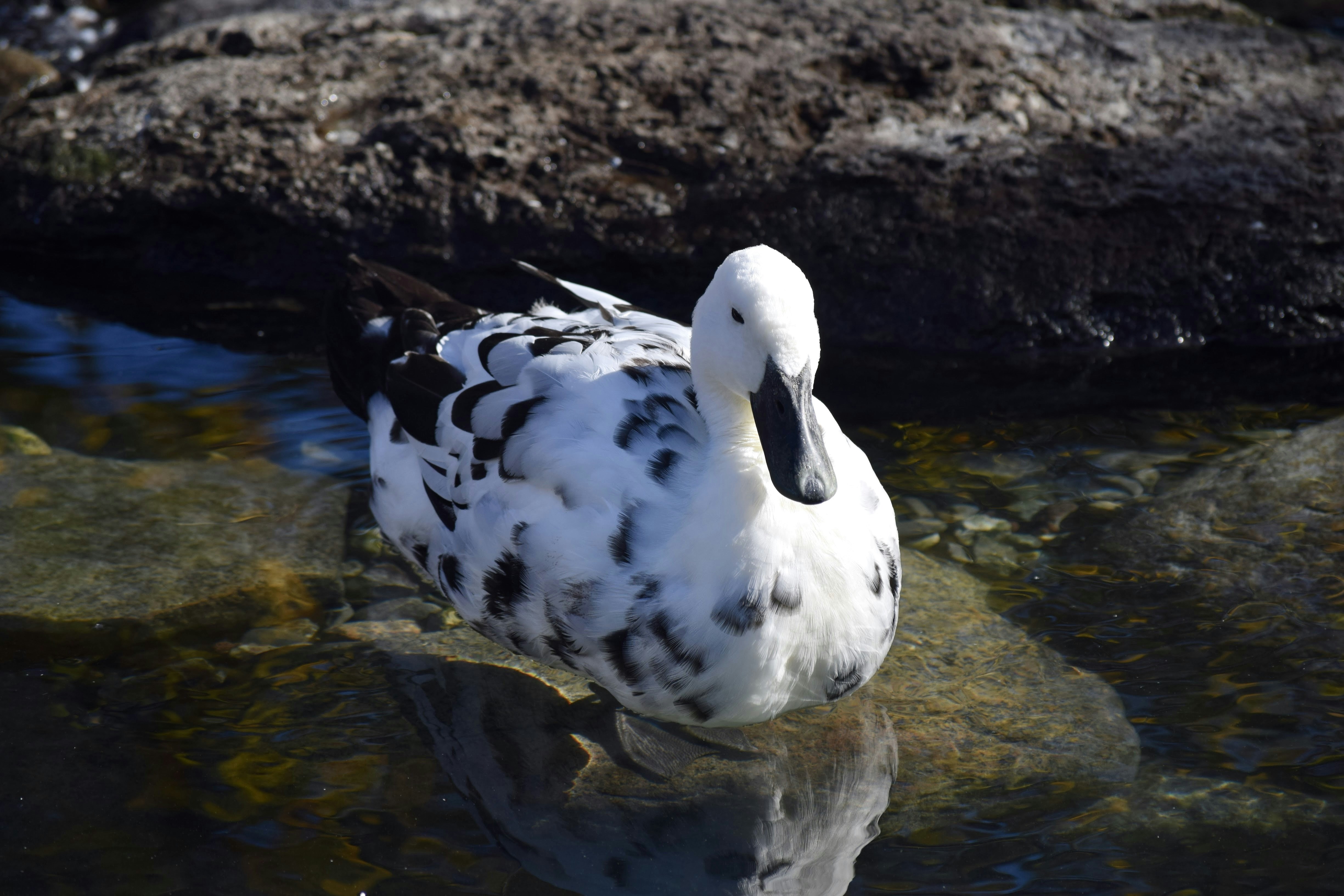 Snow Goose at the Rocky Shore: Stillness on Glassy Water