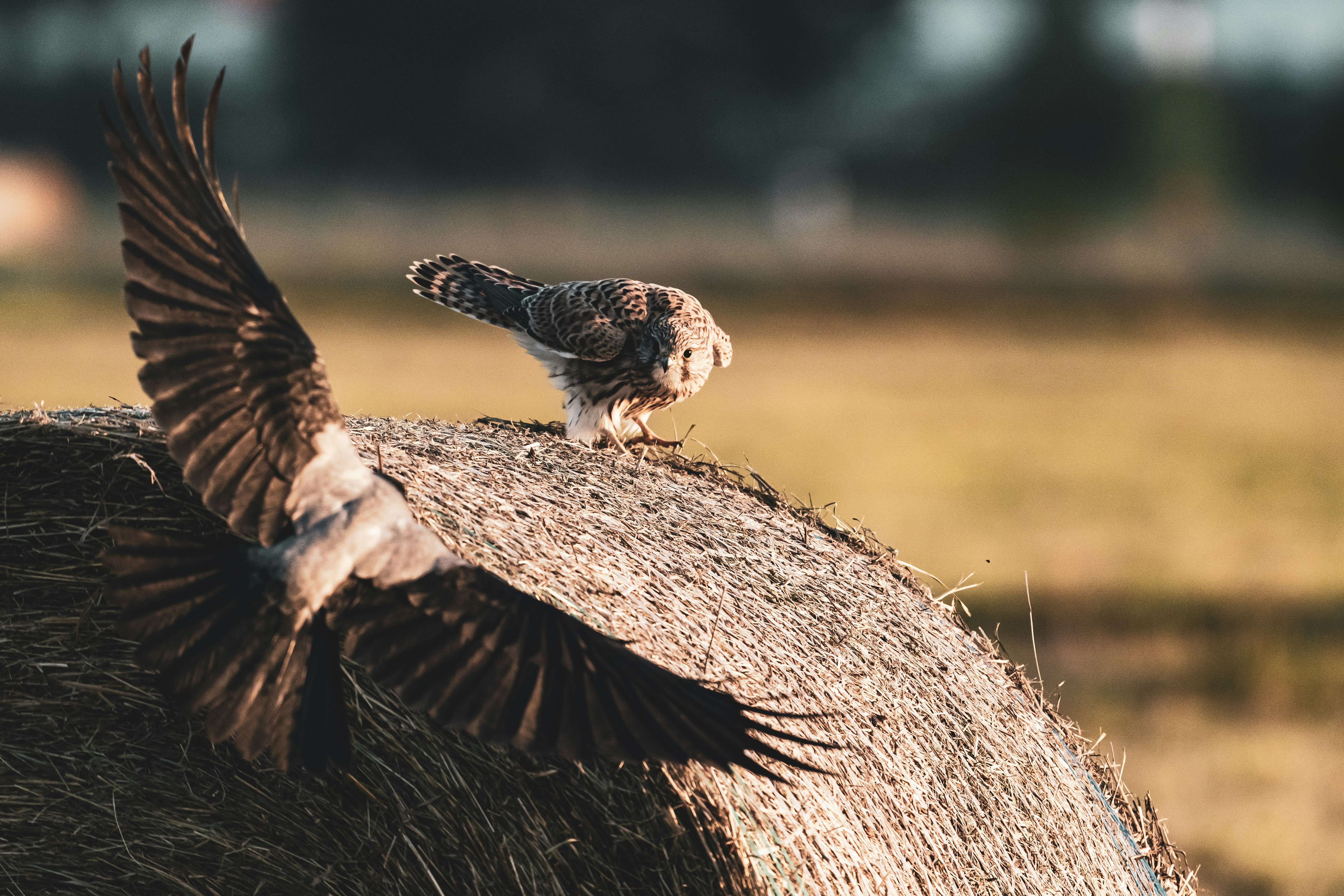 Leaving the Nest - III - Senchas Claideb