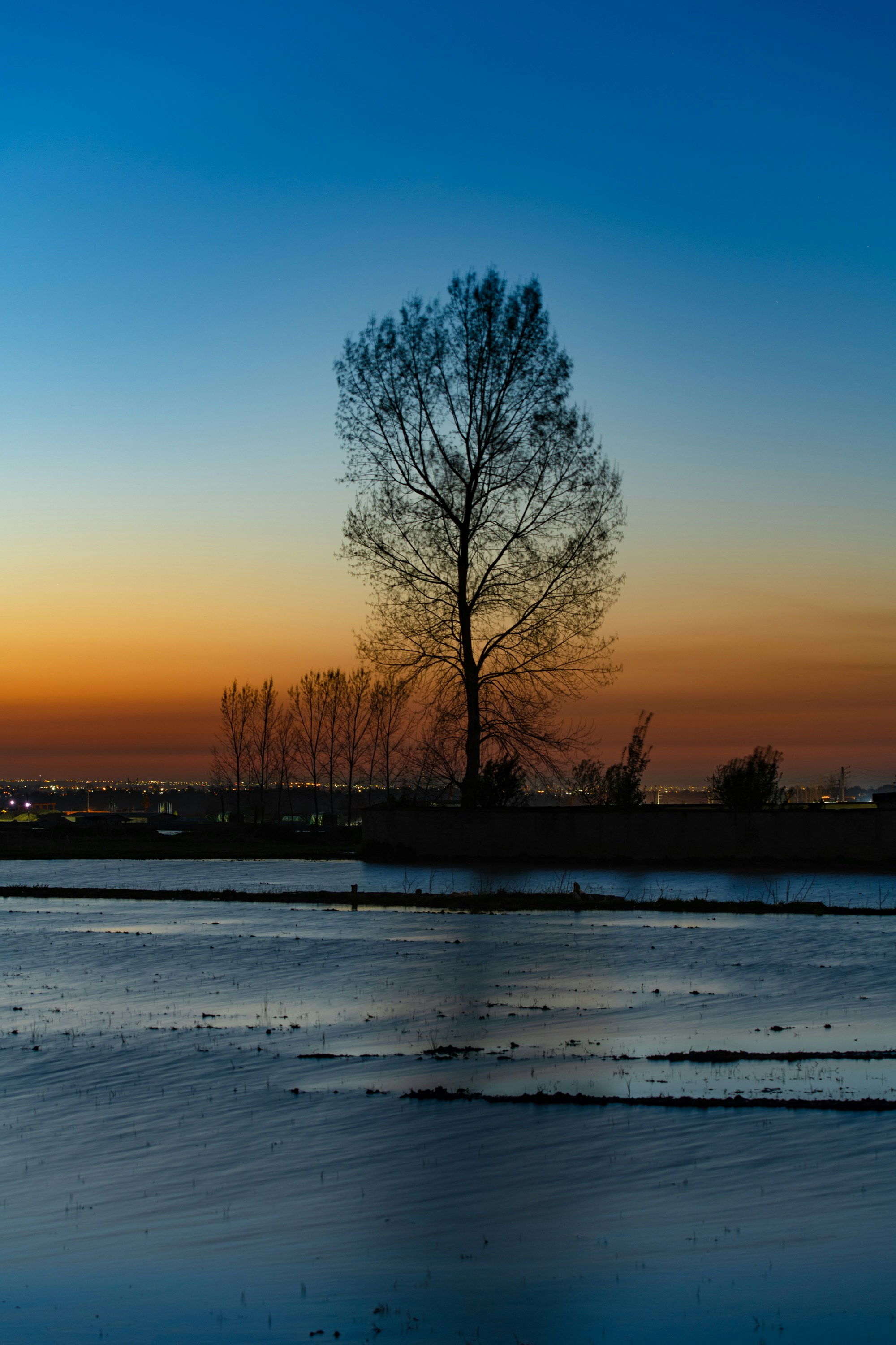 Lone tree silhouetted against a vibrant sunset sky reflected in tranquil waters.