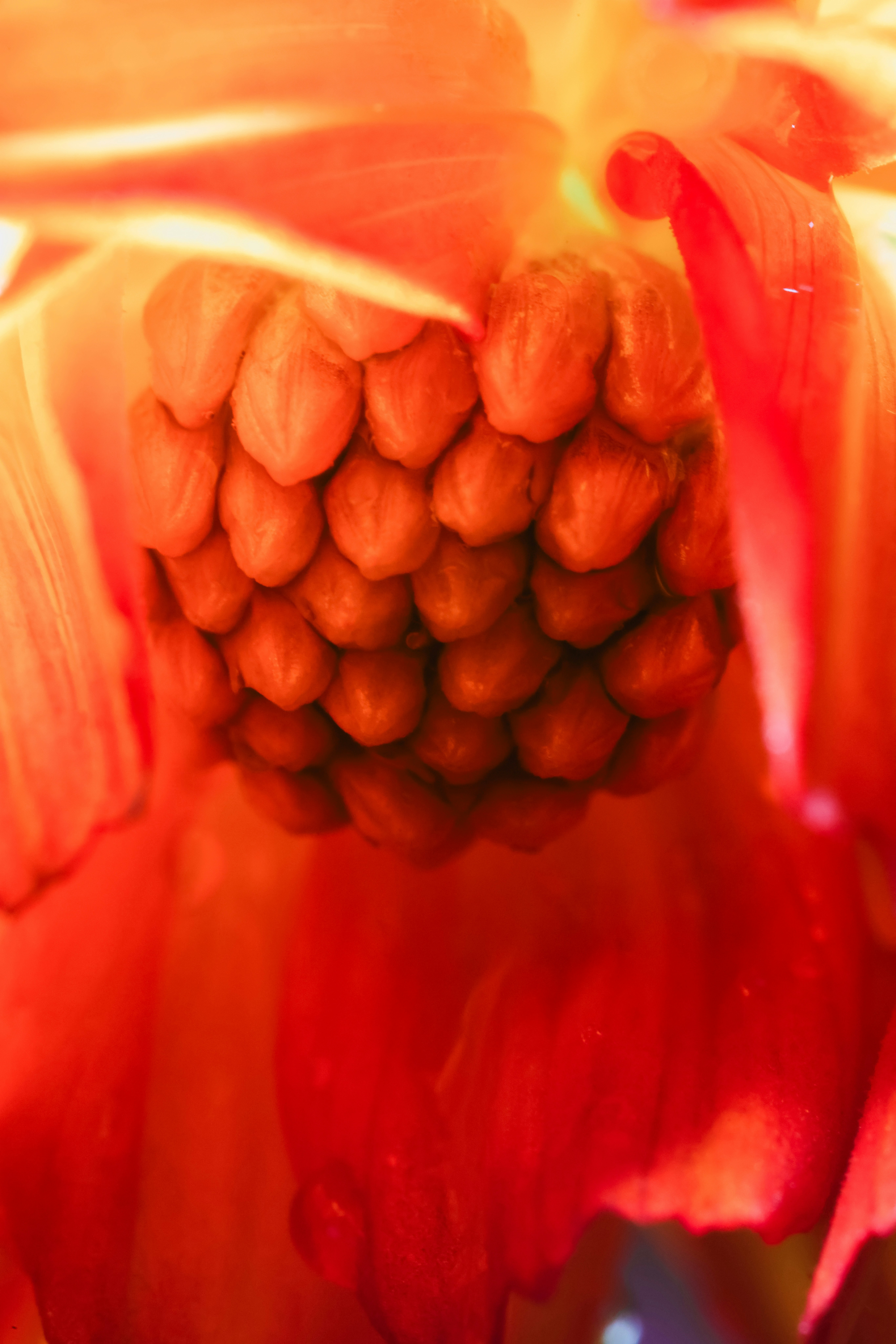 Crimson Macro Core: A Close-Up of Petal-Stacked Bloom