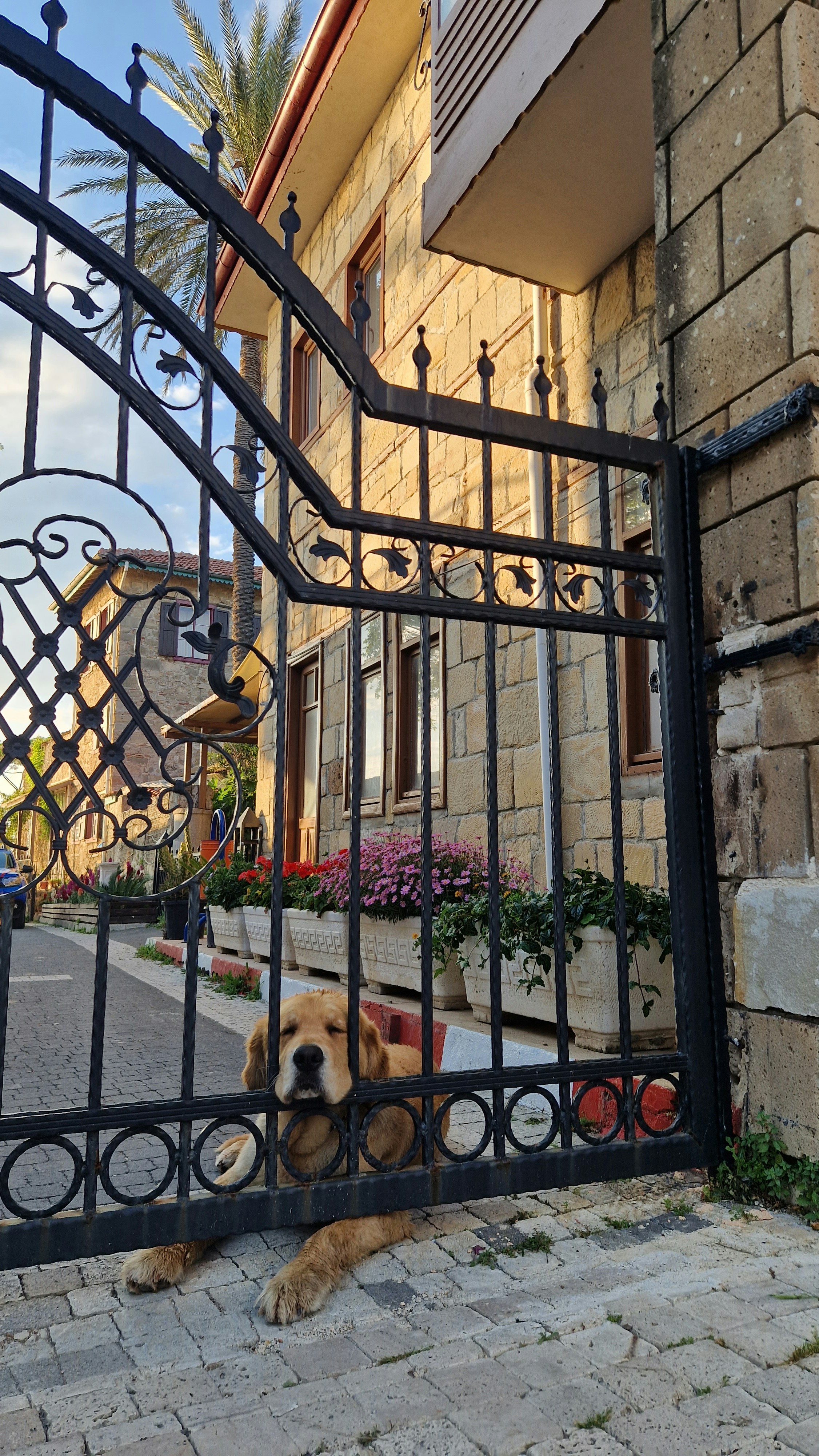 Golden dog resting with head through ornate iron gate in front of a sunlit stone building and vibrant flowers.