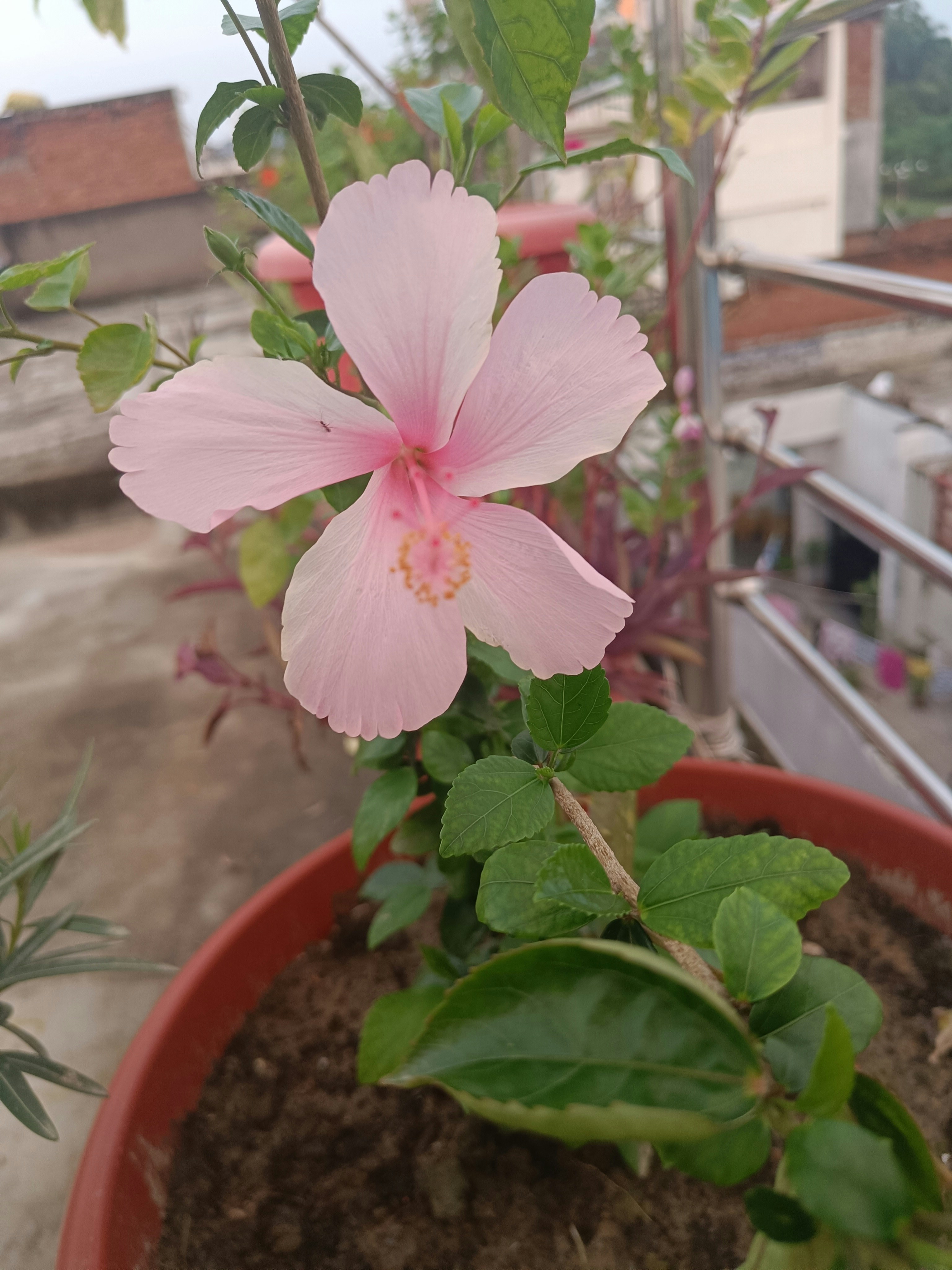 Close-up photograph of a pale pink hibiscus blooming in a potted plant on a balcony, with green leaves and a blurred urban backdrop.