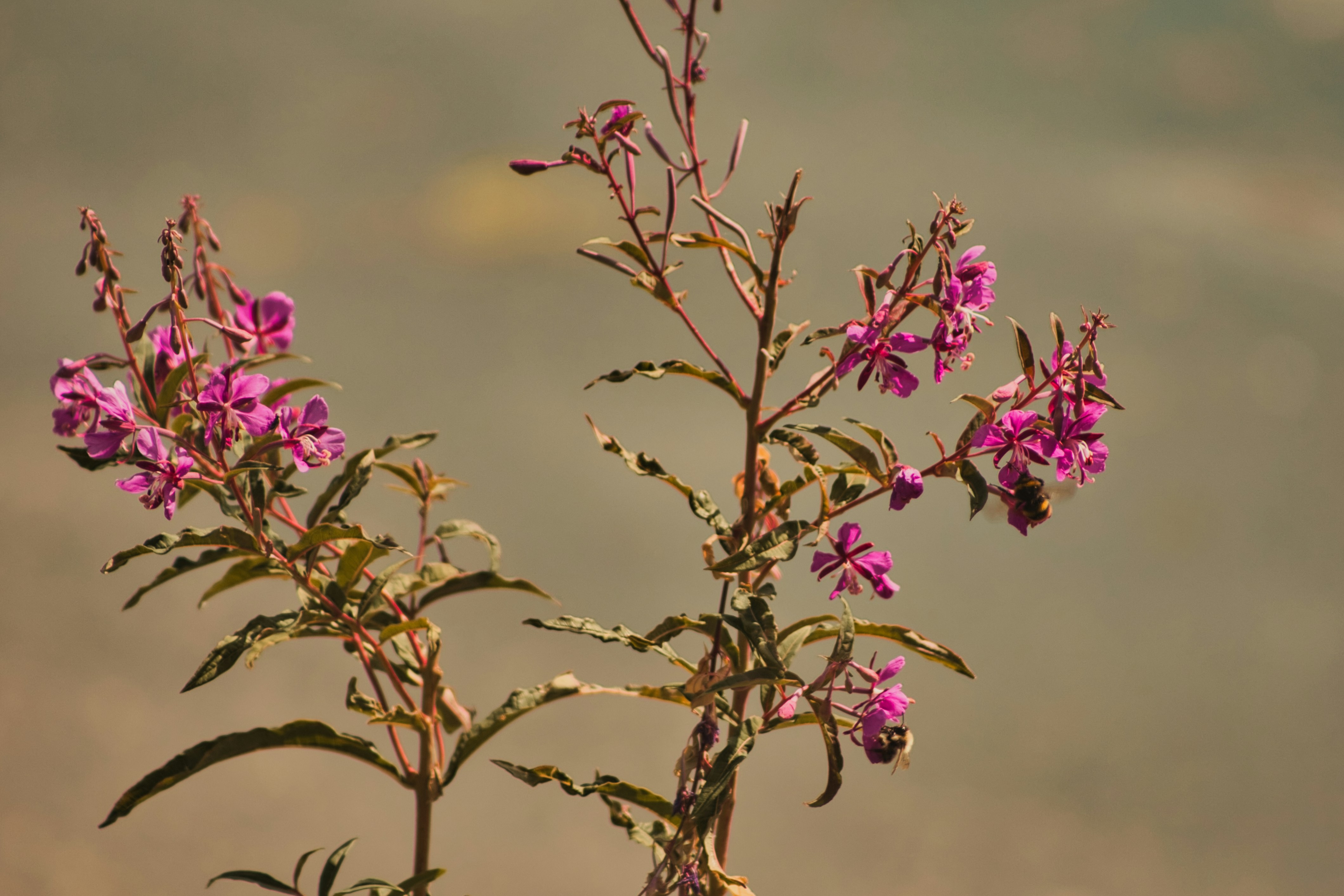 Pink Petals in Soft Focus: A Quiet Field Study