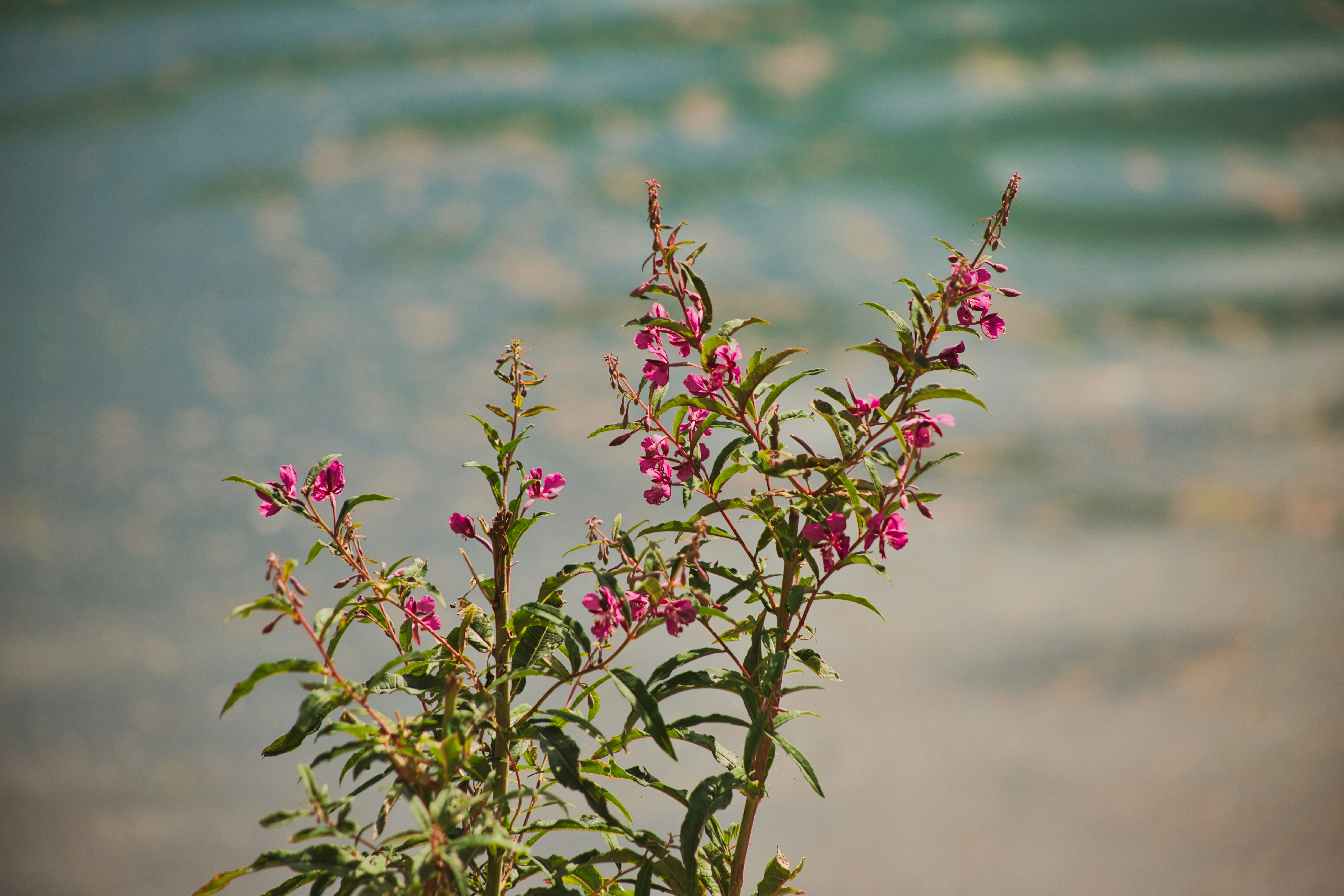 Pink Bloom in Soft Seascape: A Quiet Maritime Moment