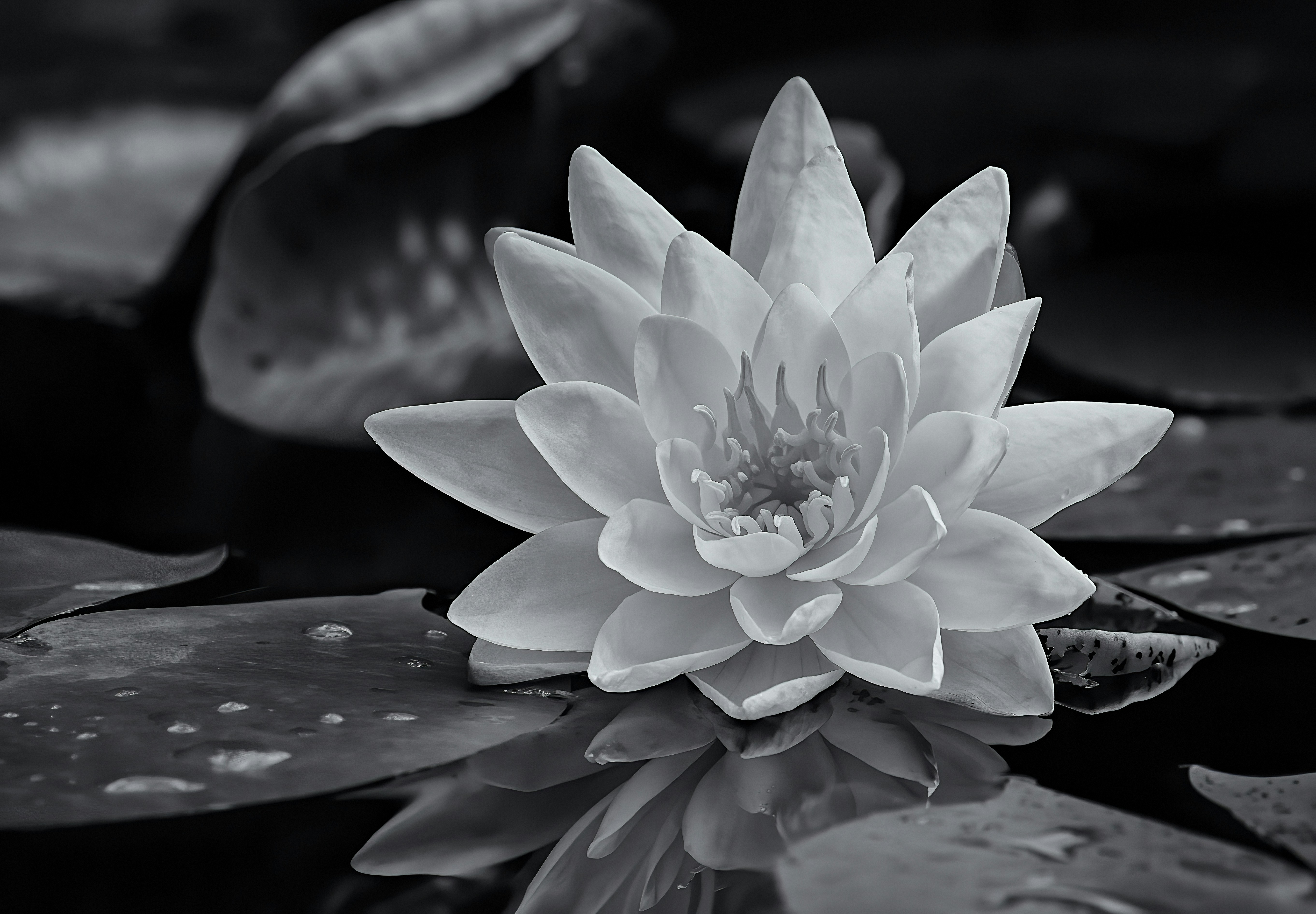 Water lily with water reflection in black and white