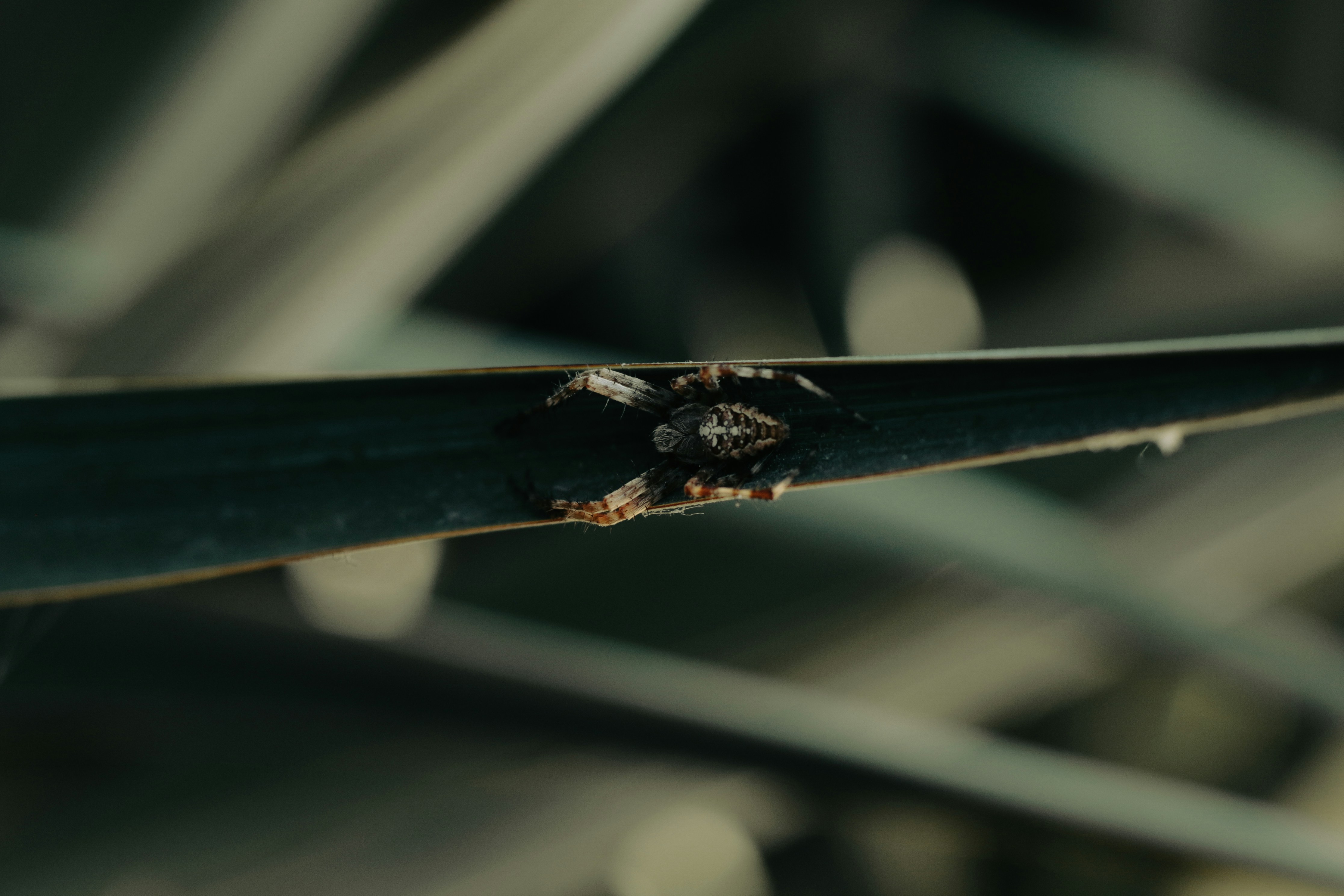 Micro Sentinel on a Grass Blade: A Macro Portrait of a Tiny Insect