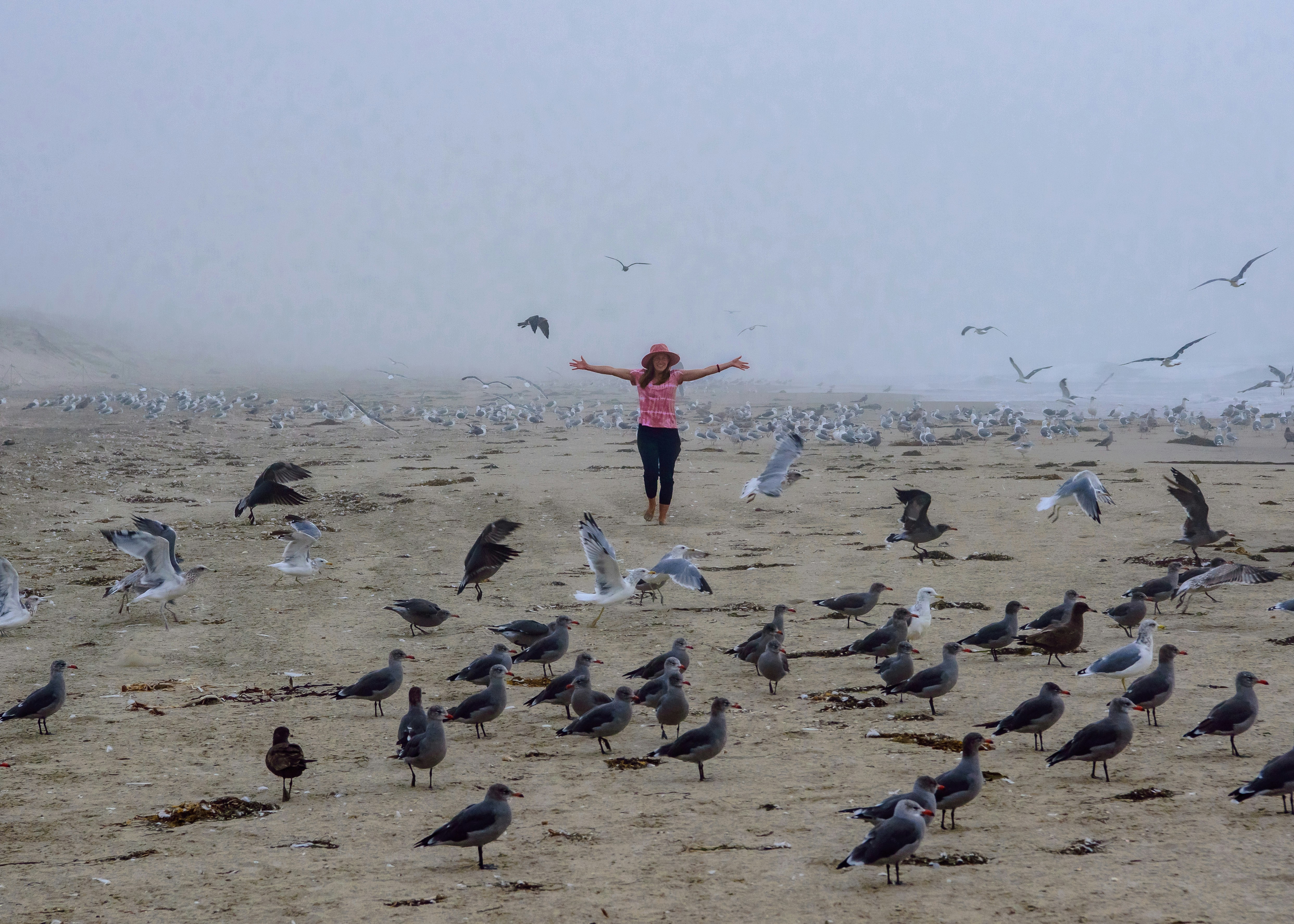 Arms Open on a Misty Shore: A Human Among the Gull Chorus