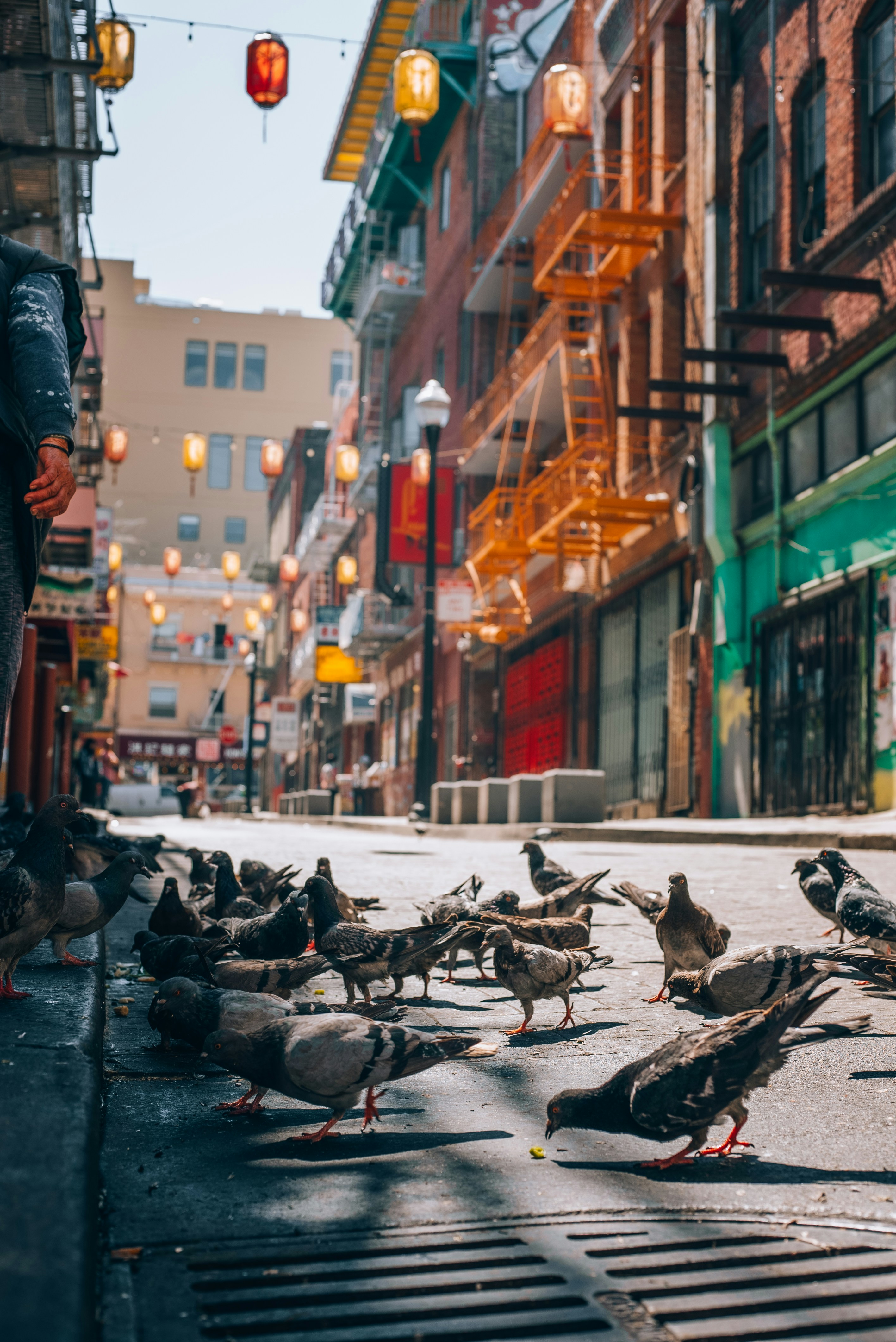 Pigeons on a Sunlit Lane: City Street Beneath Lanterns