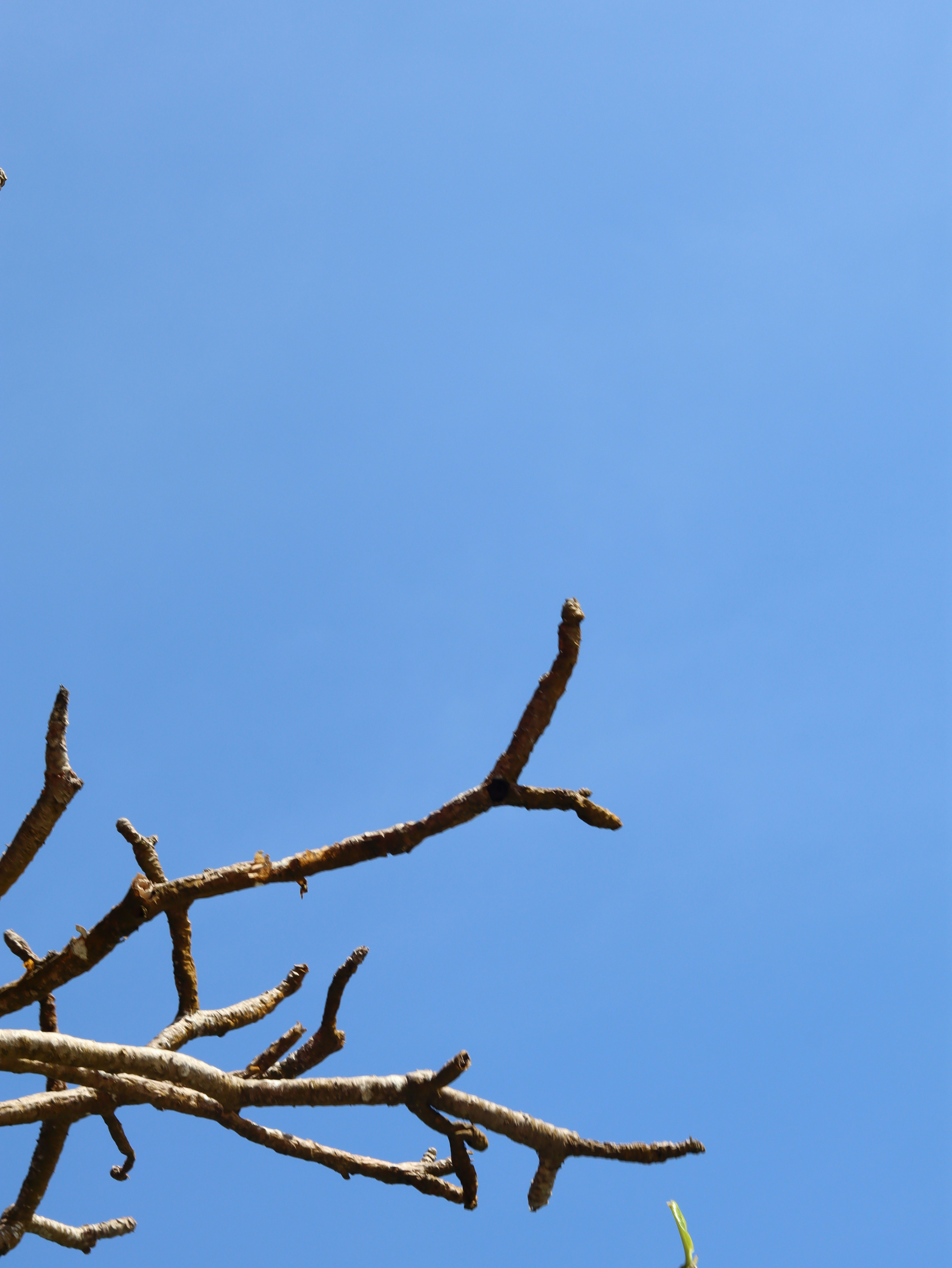 A bird sitting on a tree branch with a blue sky in the background photo ...
