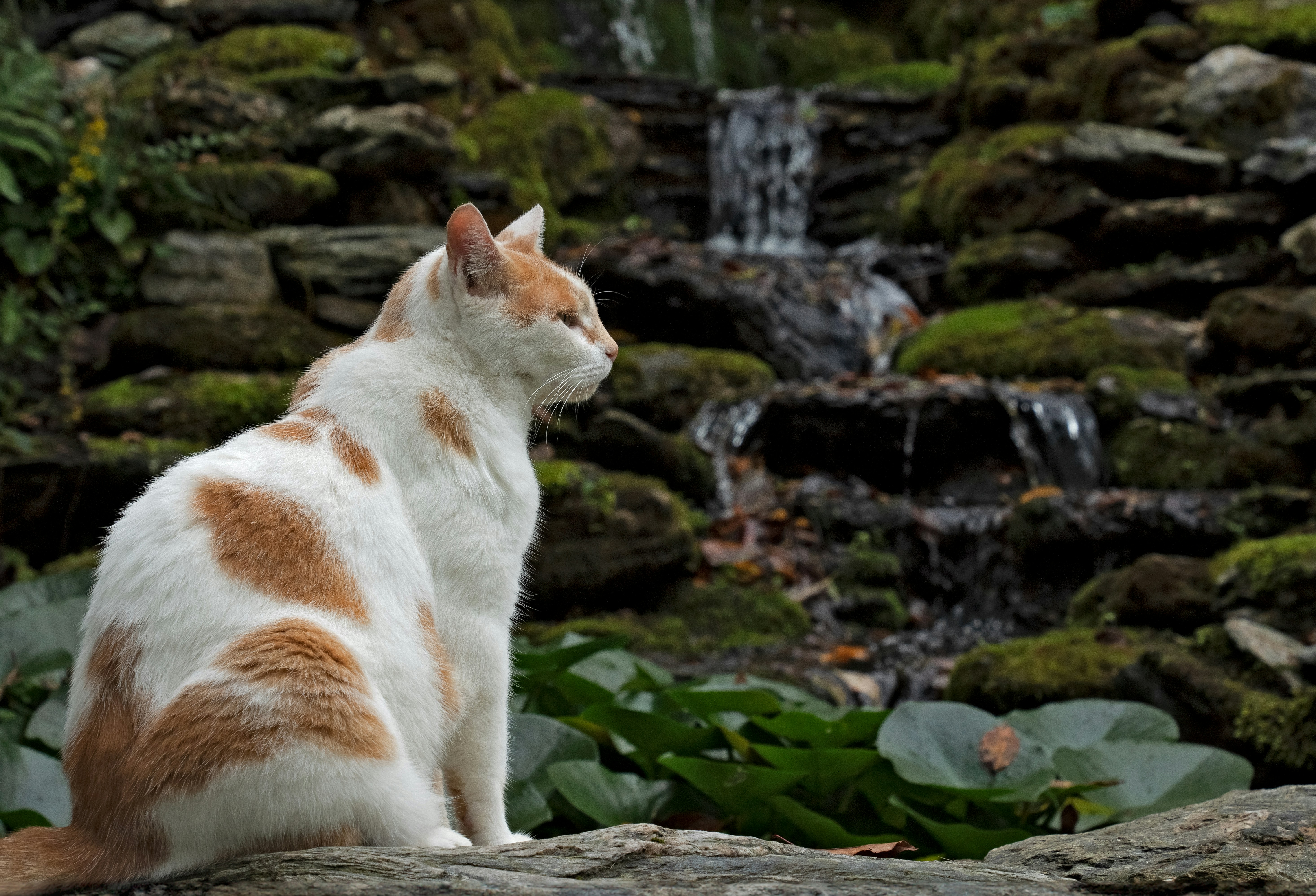 A cat sitting on a rock near a waterfall photo – Free Cat Image on Unsplash