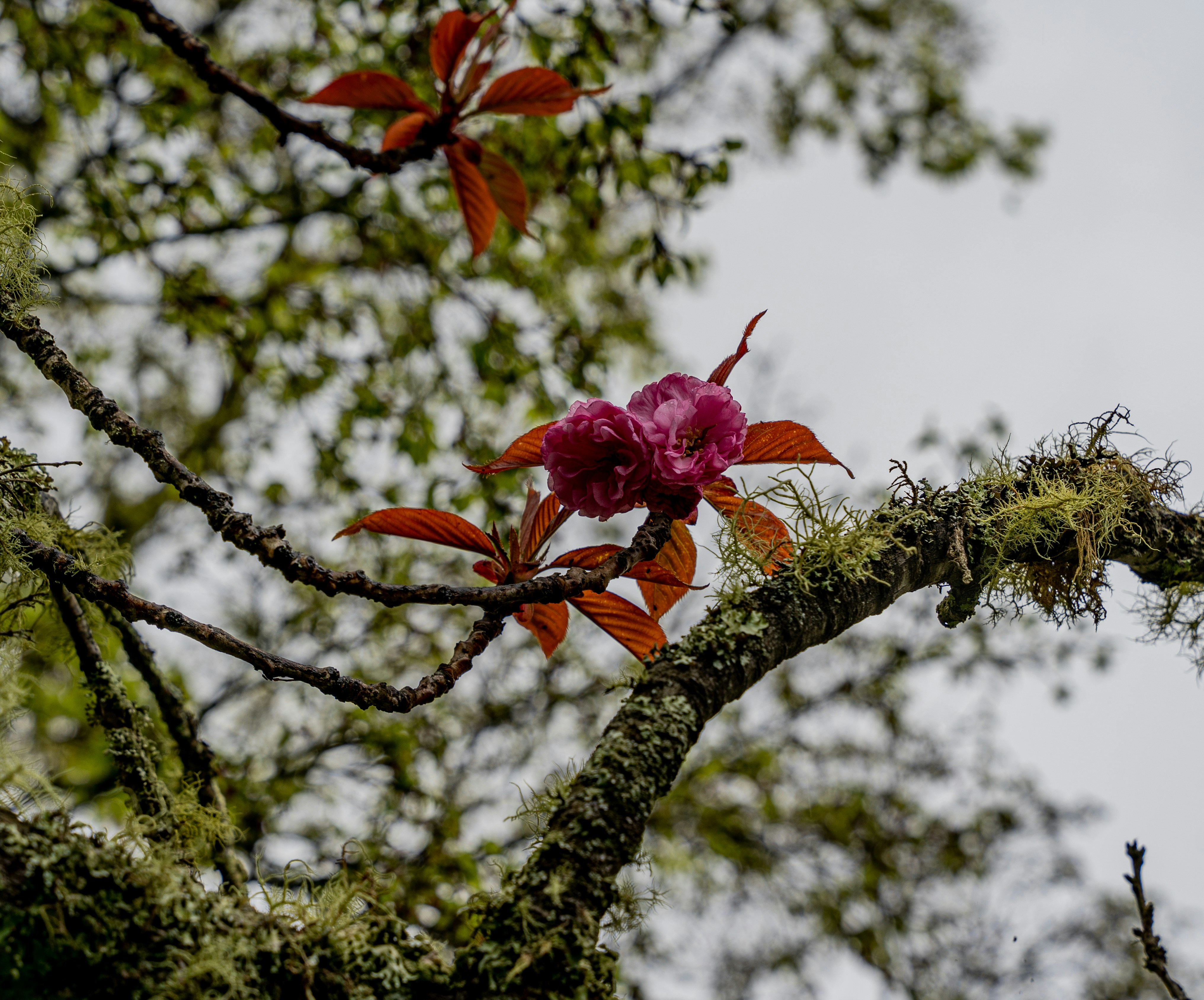 Pink Blossom Cluster on a Mossy Branch Beneath a Soft, Overcast Sky