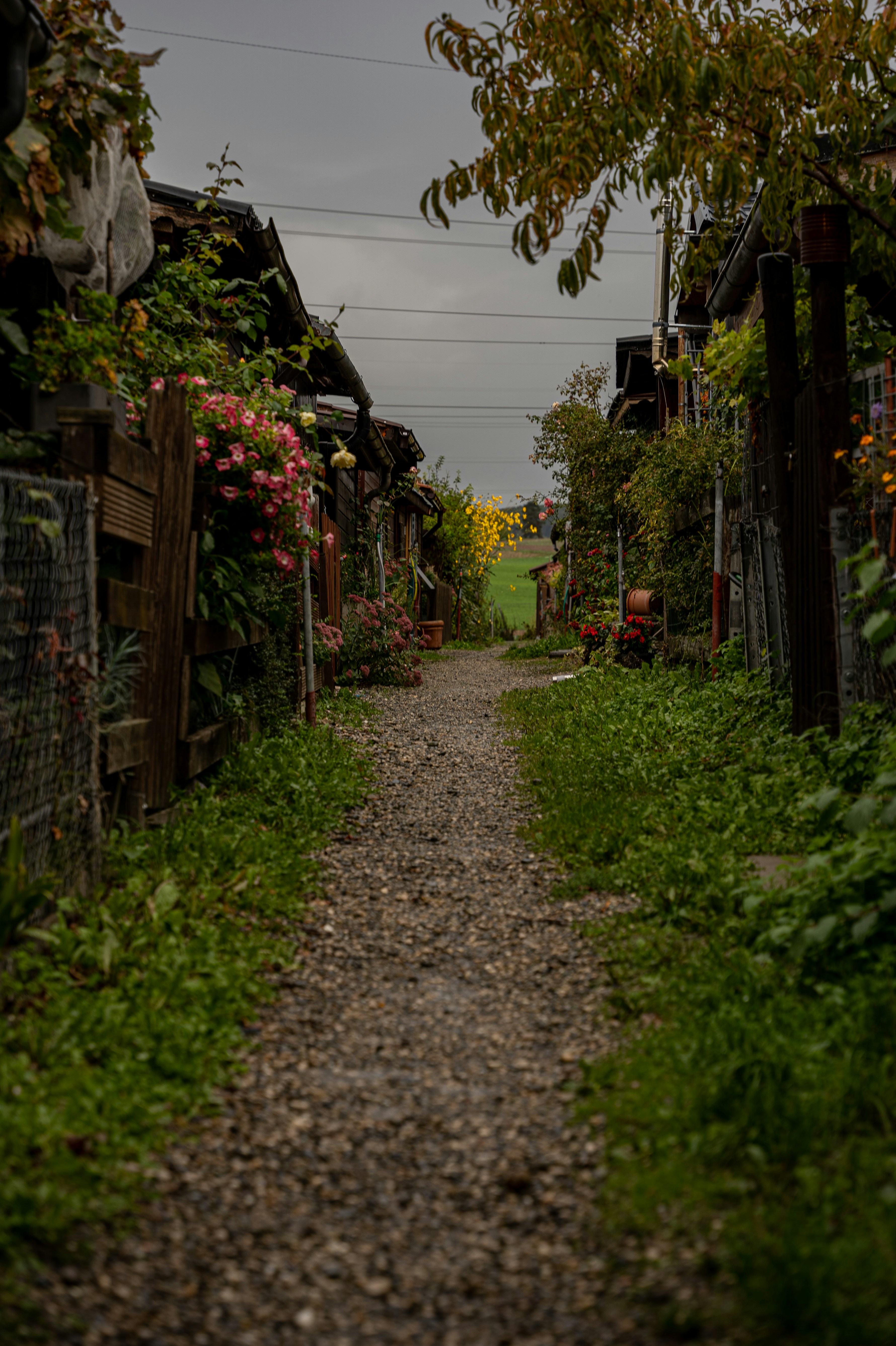 Gravel Lane Between Garden Fences Toward a Distant Meadow