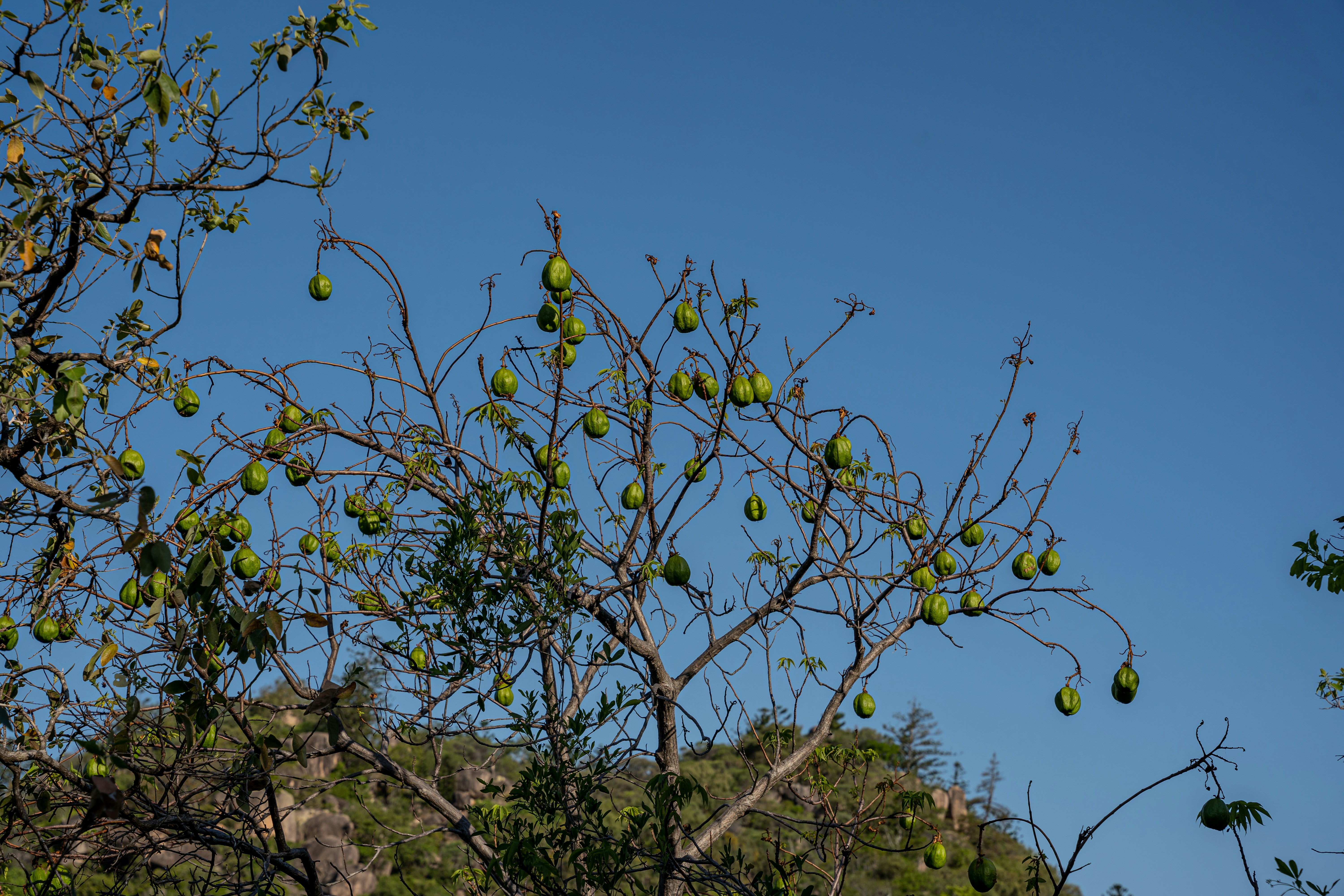 Fruitful Tree Silhouettes Under a Clear Blue Sky