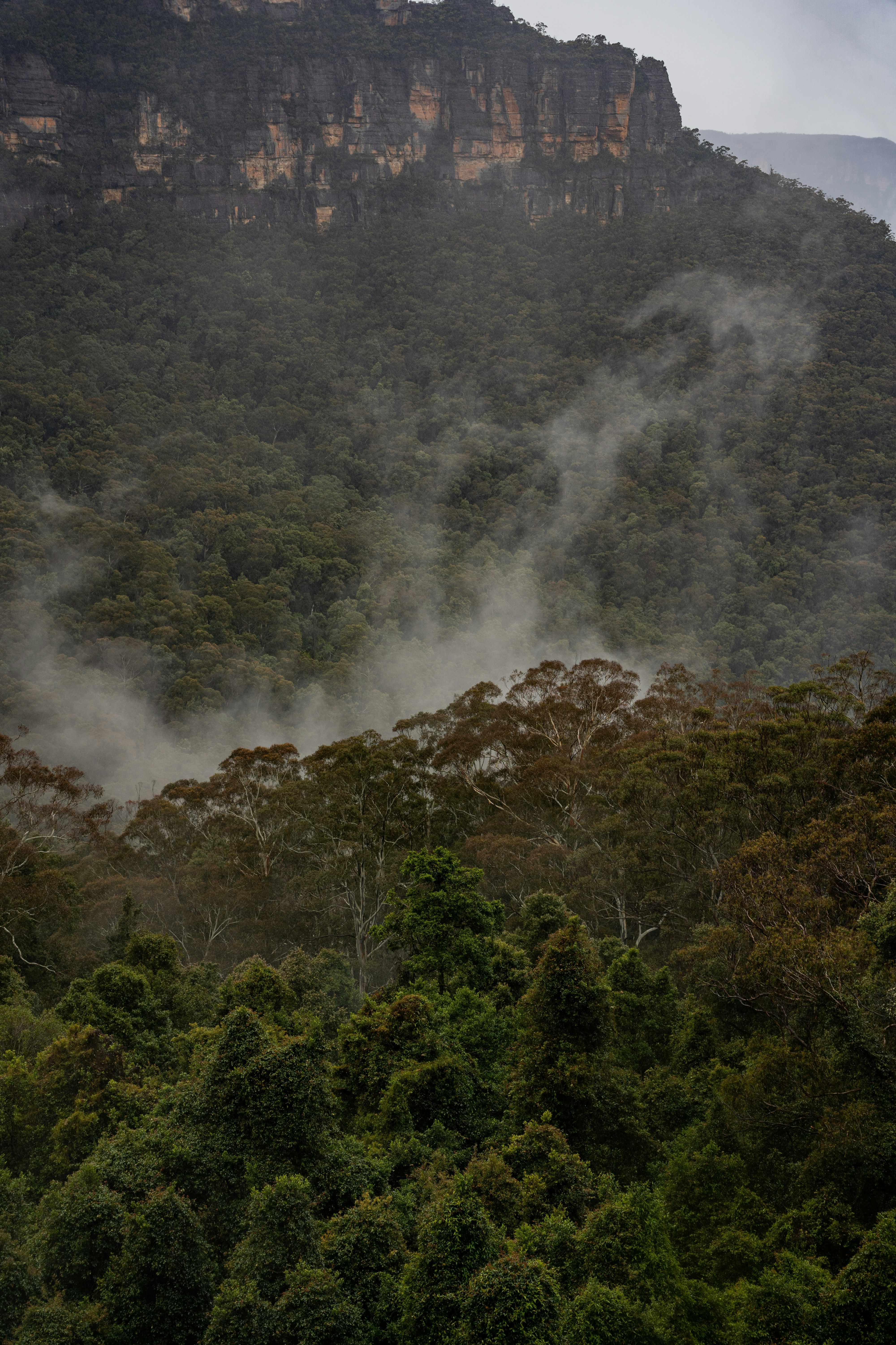 Edge of Mist: Cliffside Forest Veils