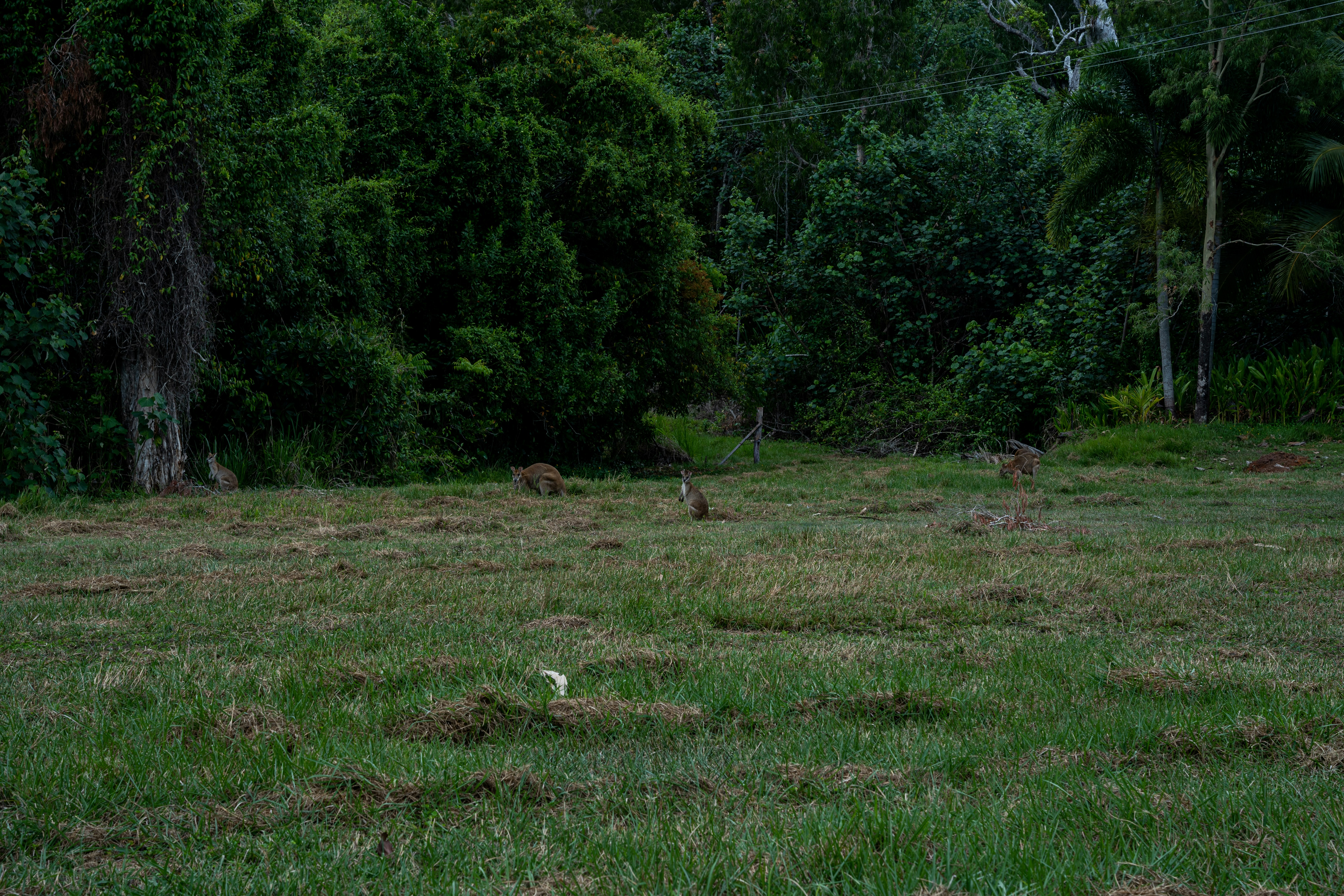 Quiet Deer Crossing in Open Field