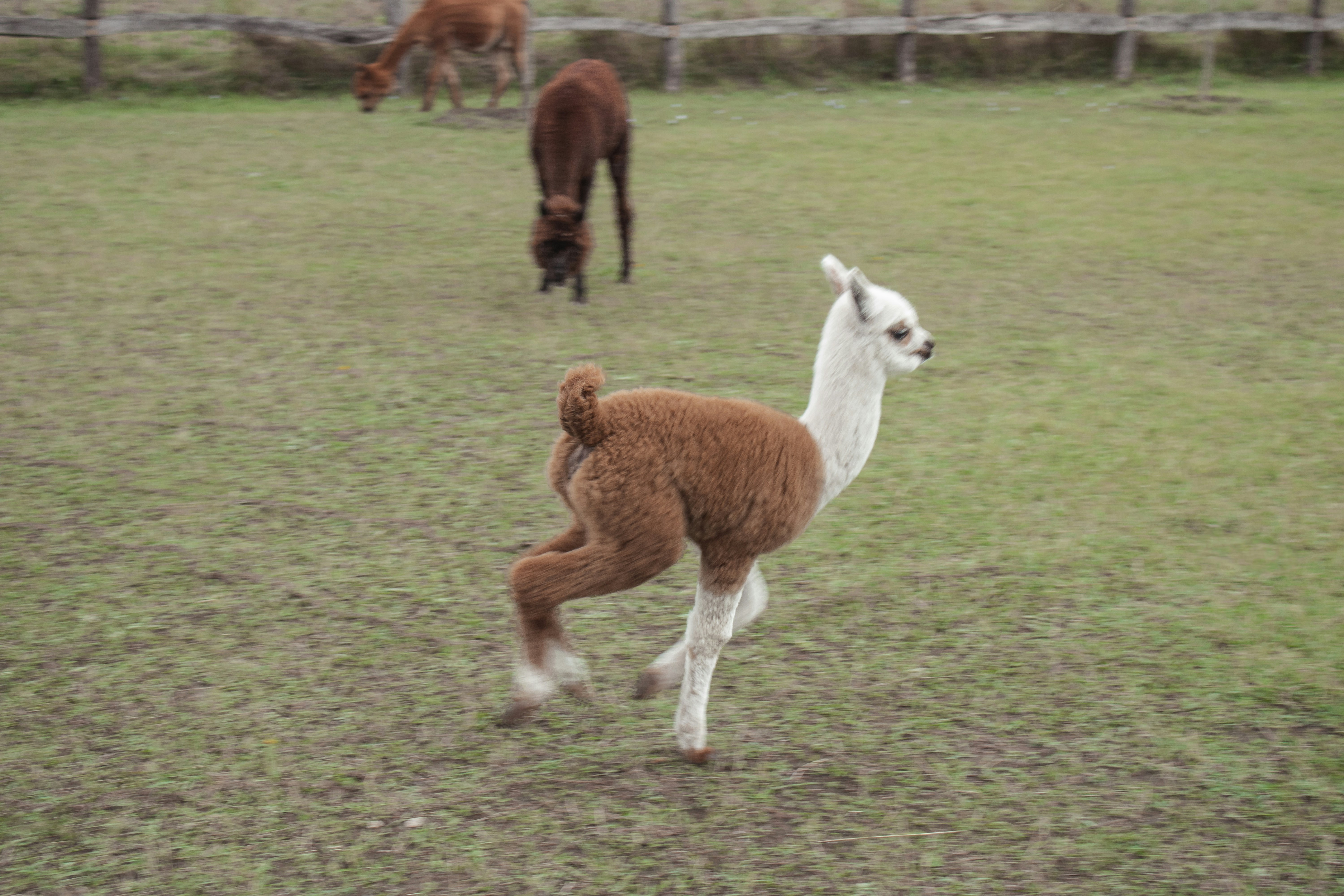 A brown and white llama running in a field photo – Free Siófok Image on ...