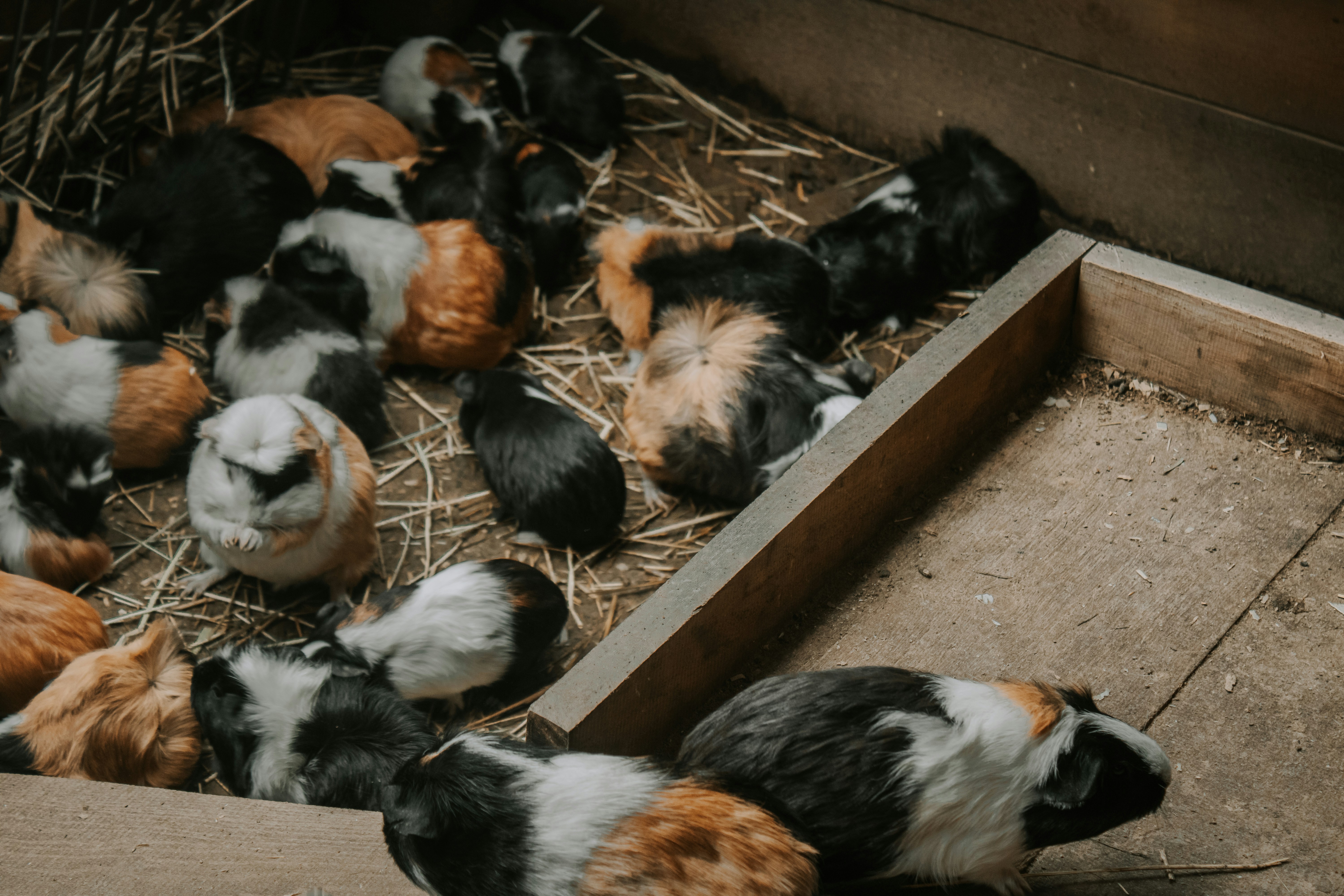 A bunch of small animals in a box photo – Free Siófok Image on Unsplash