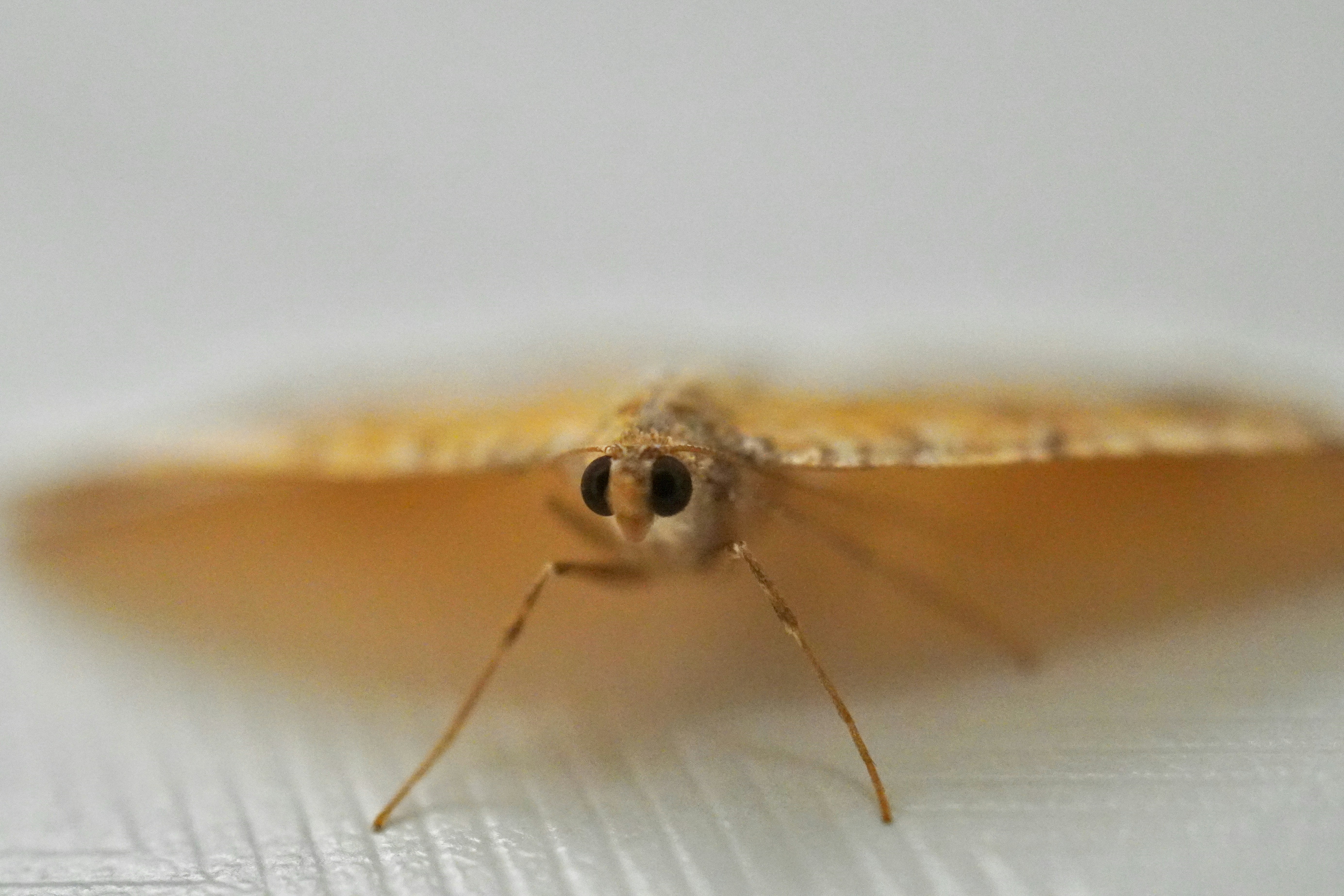 A close up of a small insect on a white surface photo – Free Animal ...
