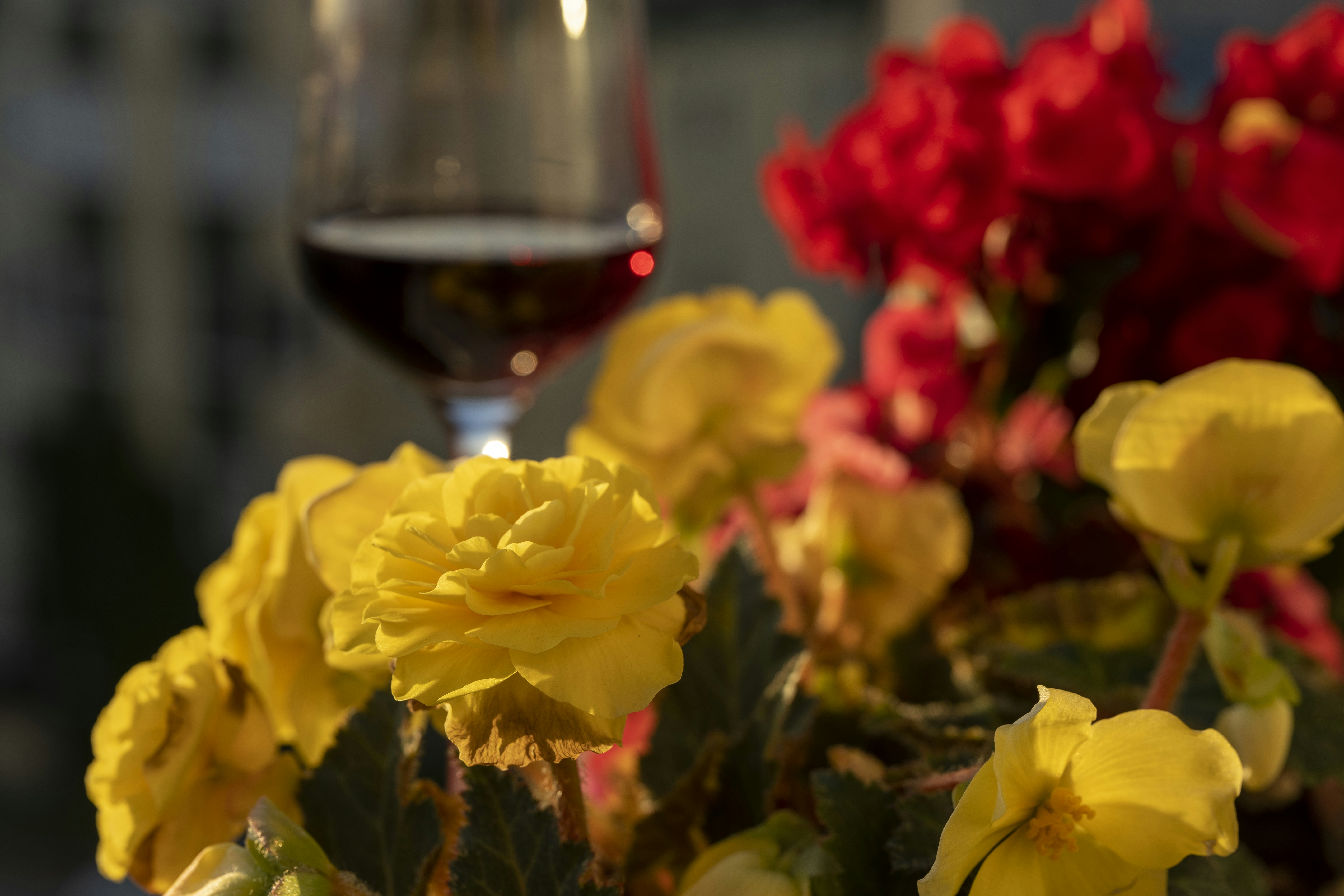 Yellow begonia blossoms in the foreground with a glass of red wine softly blurred in the background, creating a warm, sunlit still-life.