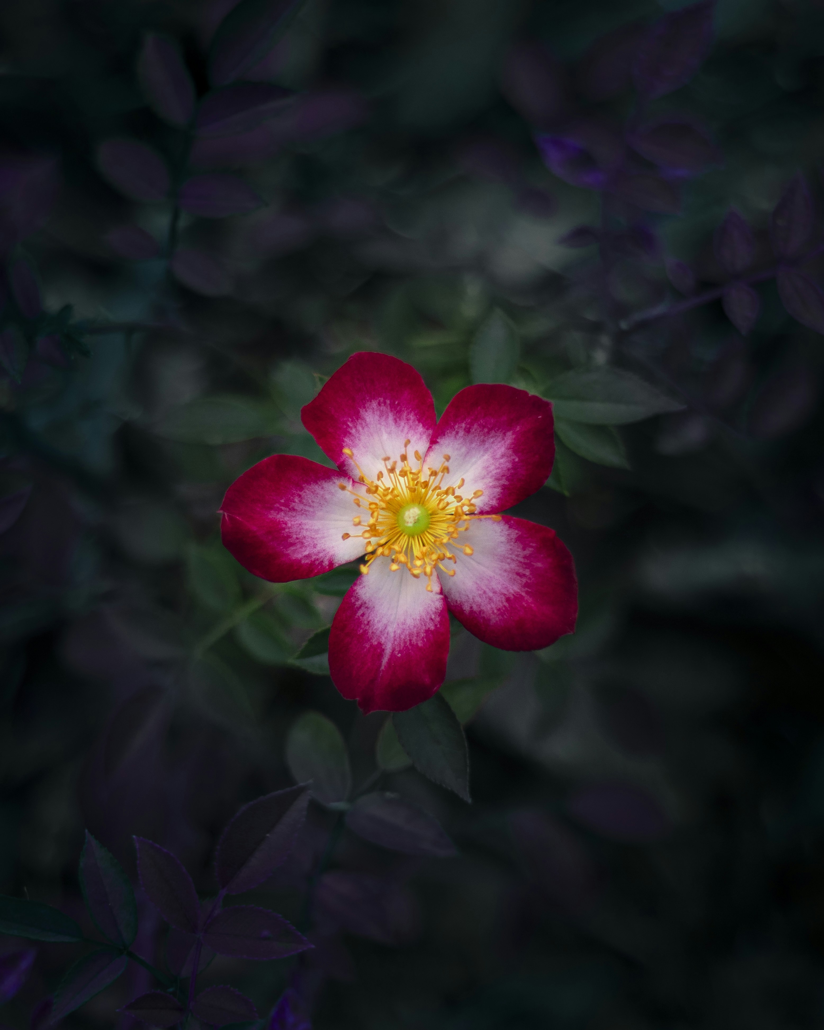 Center Stage Crimson: A Petal in Velvet Darkness