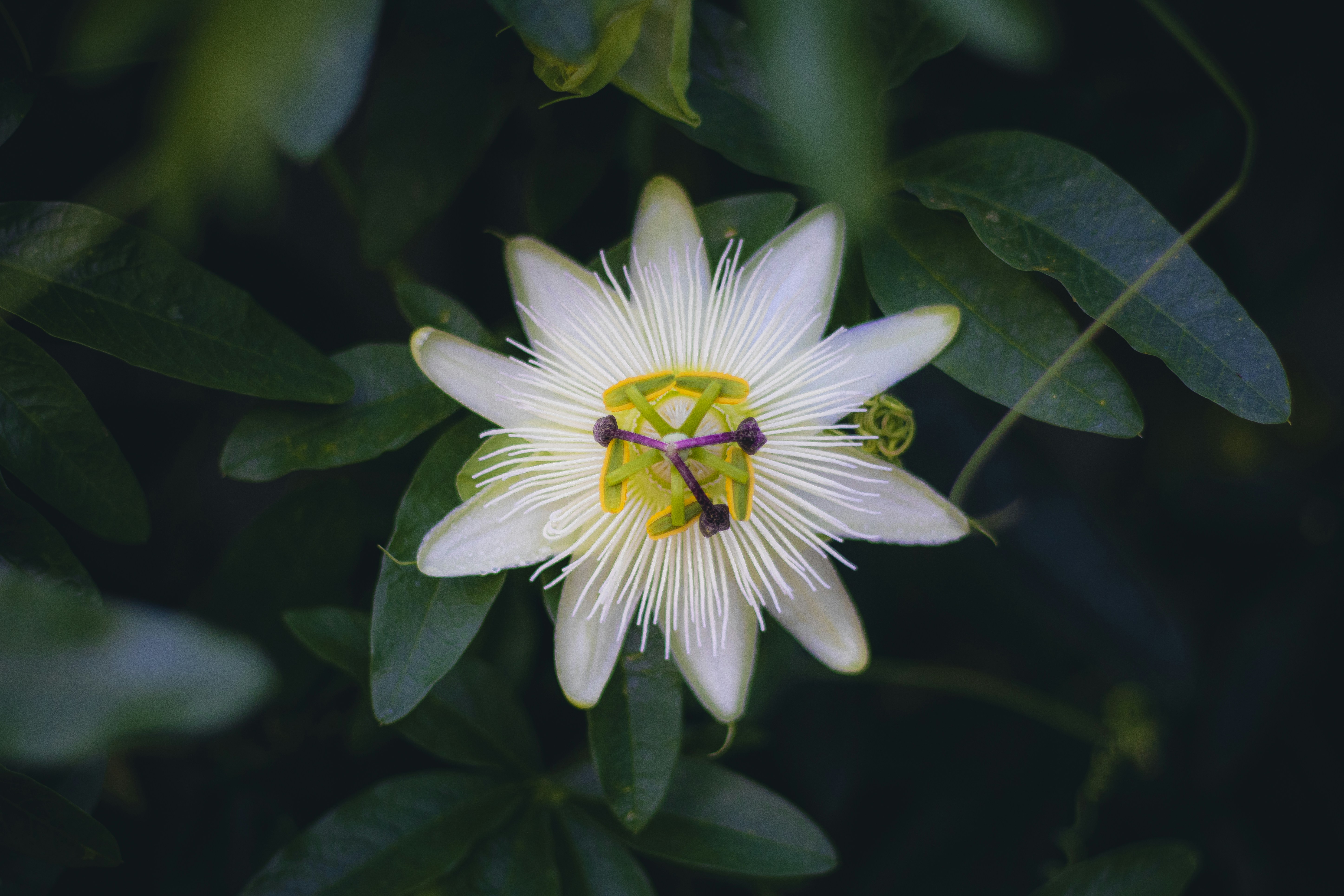 White Starflower Amid Velvet Foliage