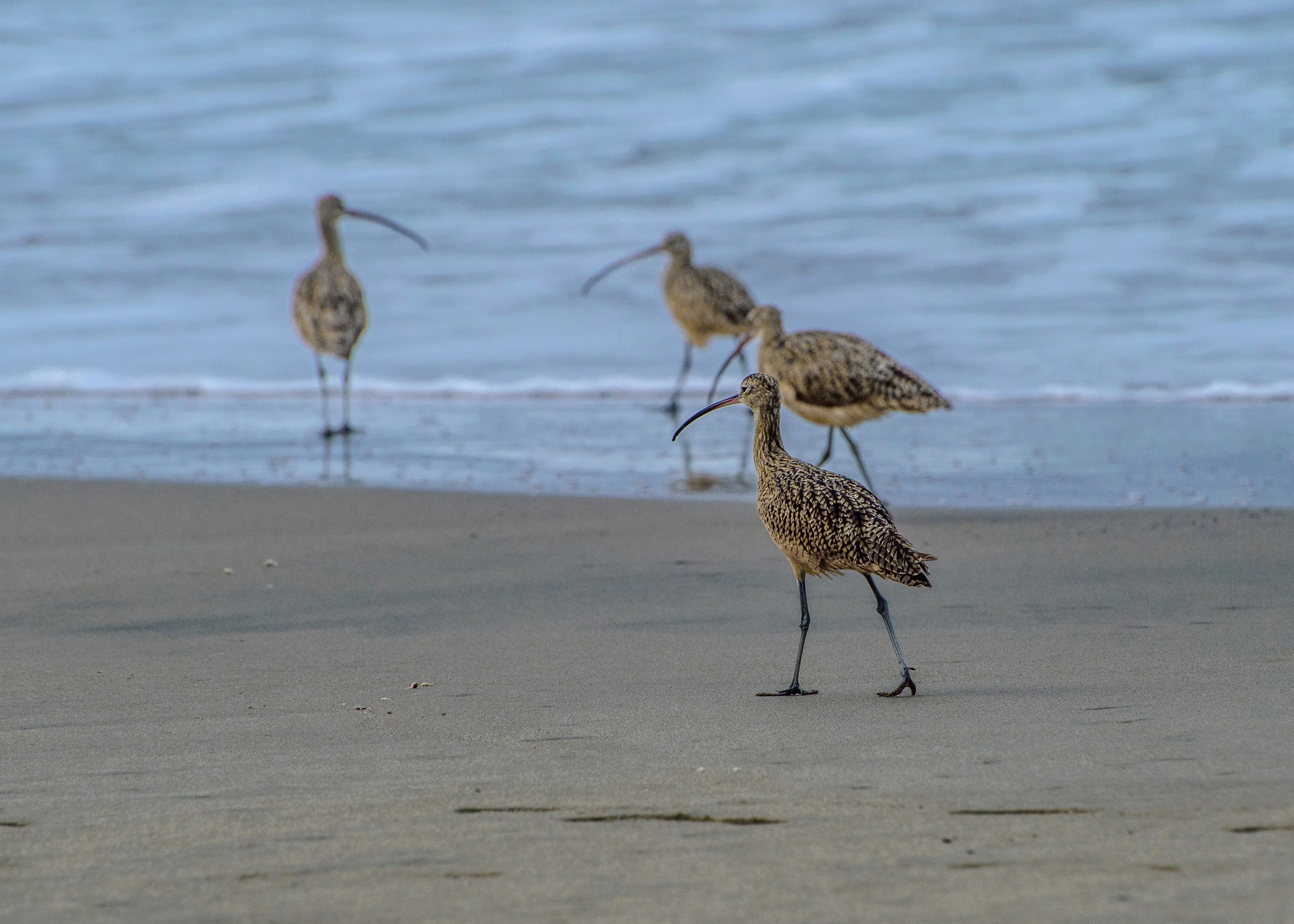 Solitary Sentinel: A Foreground Sandpiper Watches the Quiet Tide