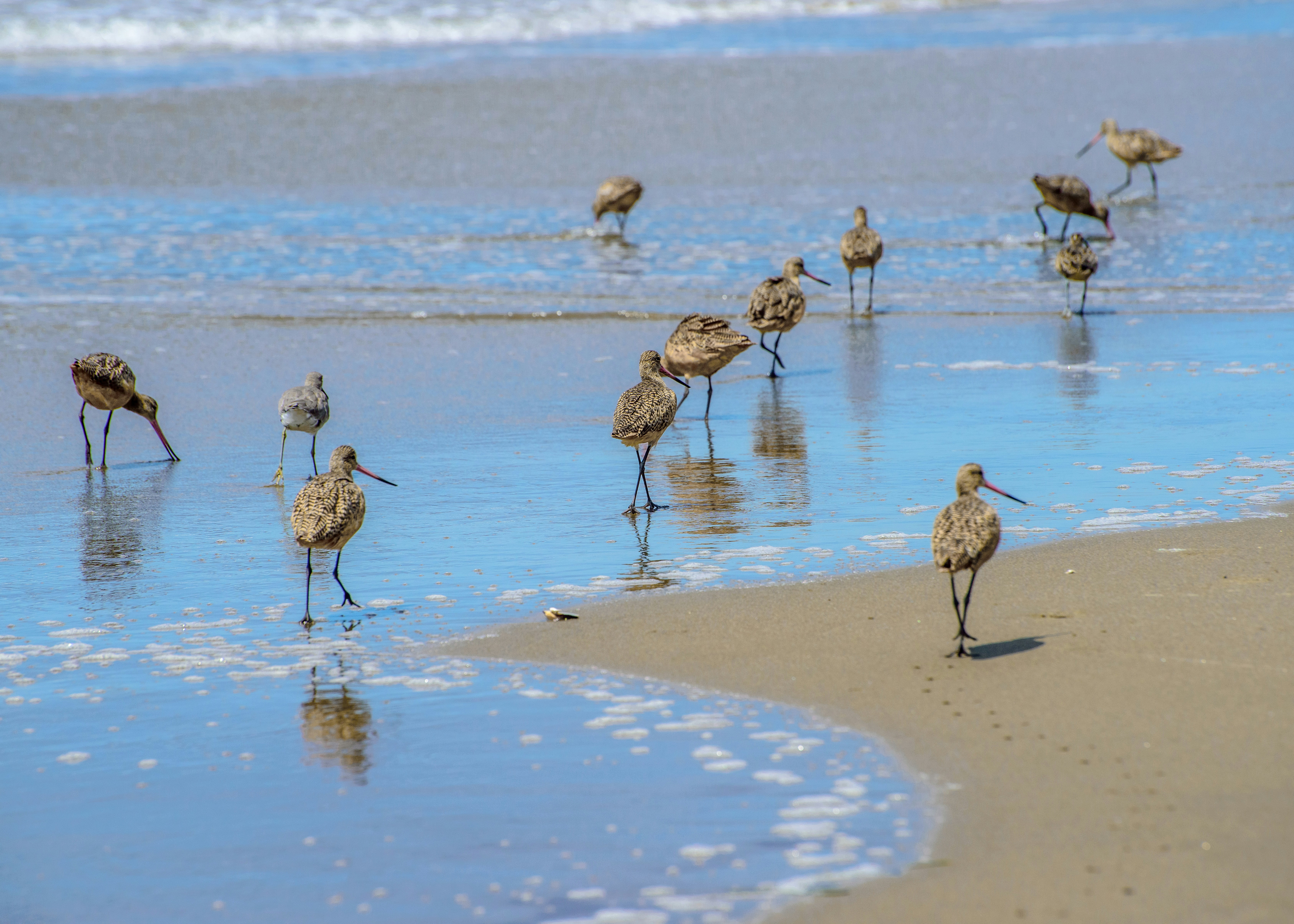 Blue Tide Parade: Shorebirds Tracing a Quiet Beachline