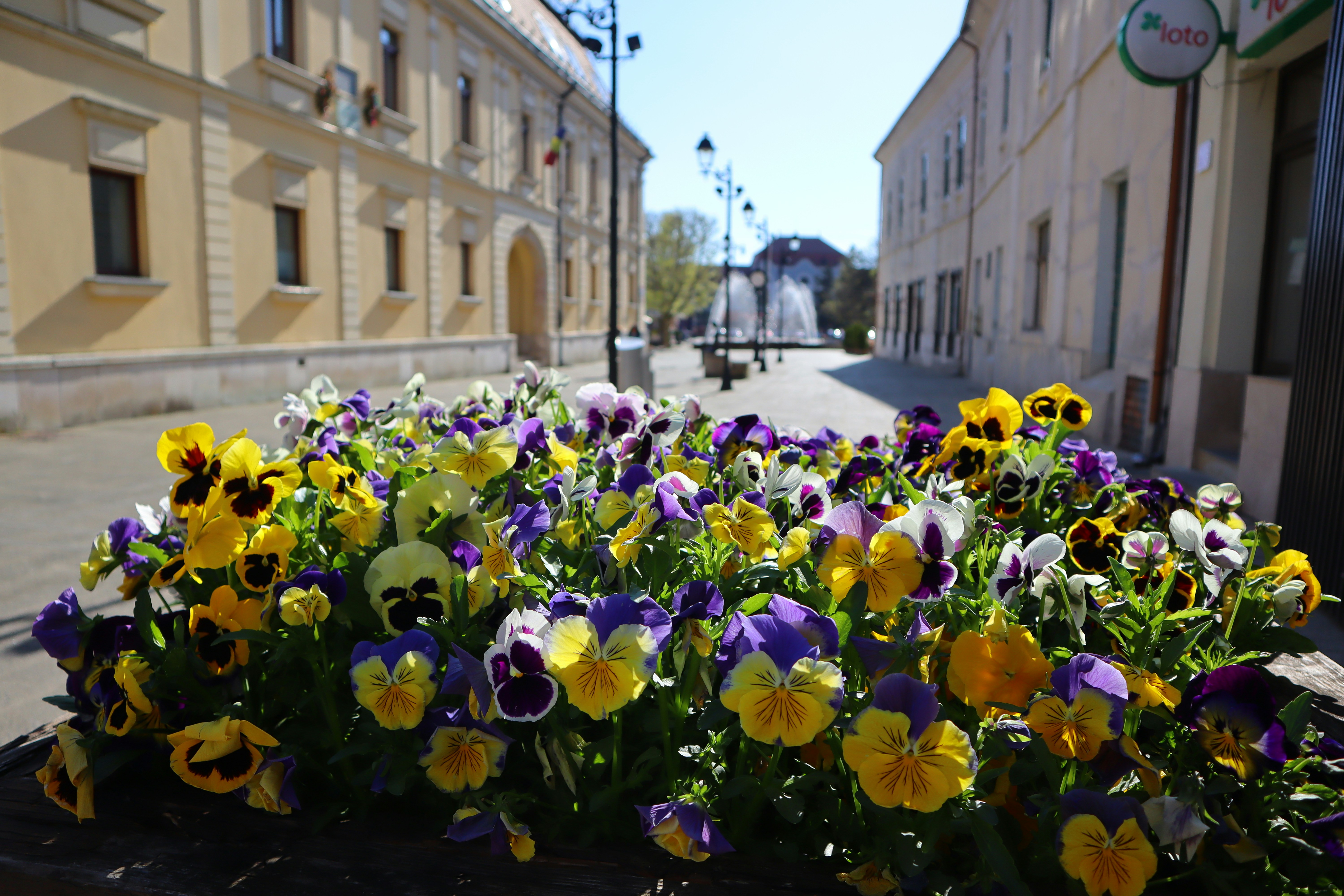Colorful pansies in full bloom along a sunlit street in Baia Mare.