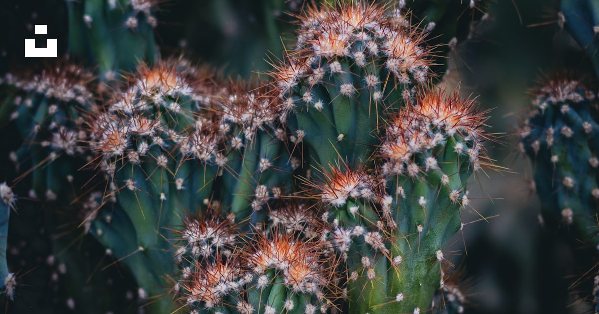 たくさんの小さな花を持つサボテン植物のクローズアップの写真 Unsplashの花の無料画像