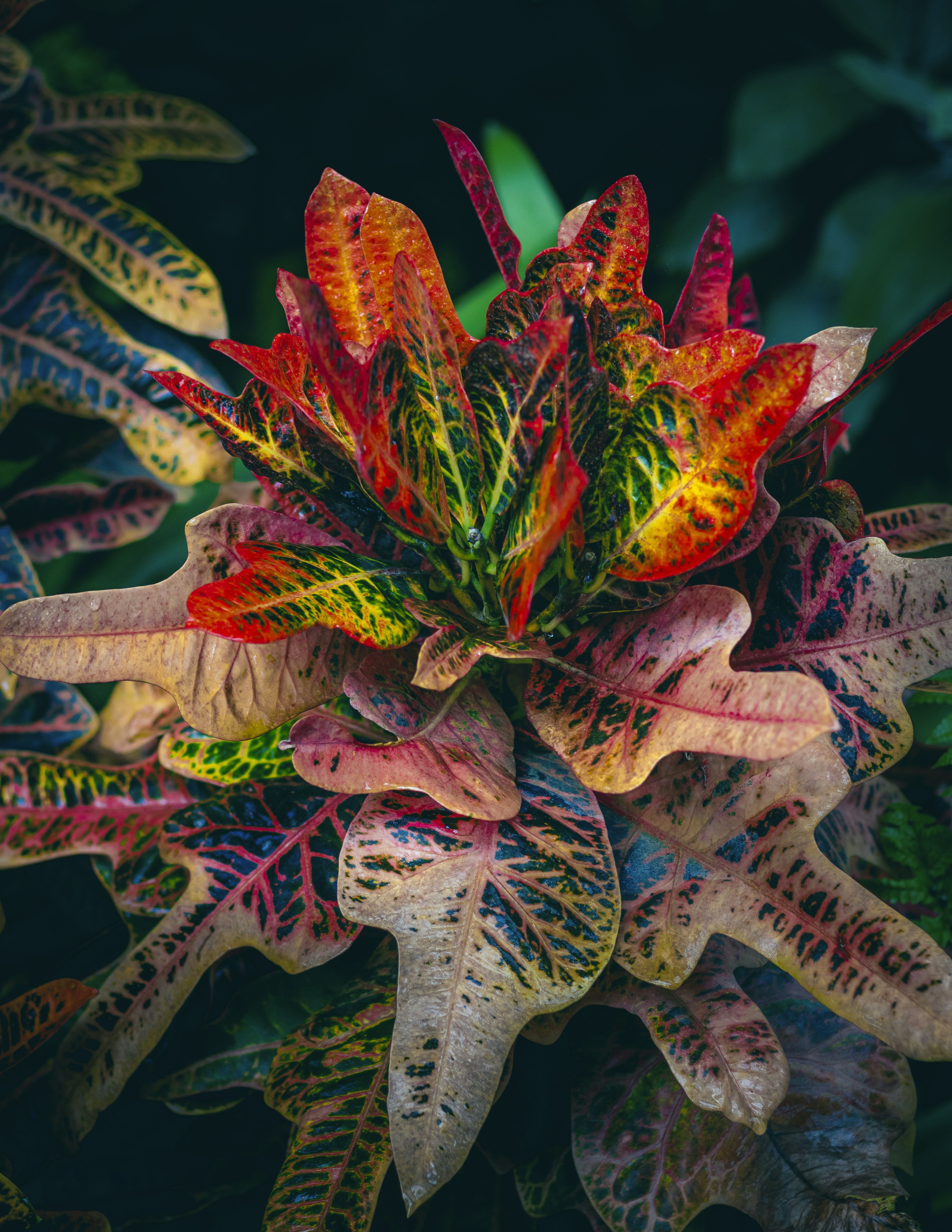 Croton Crown: A Fiery Core of Variegated Foliage
