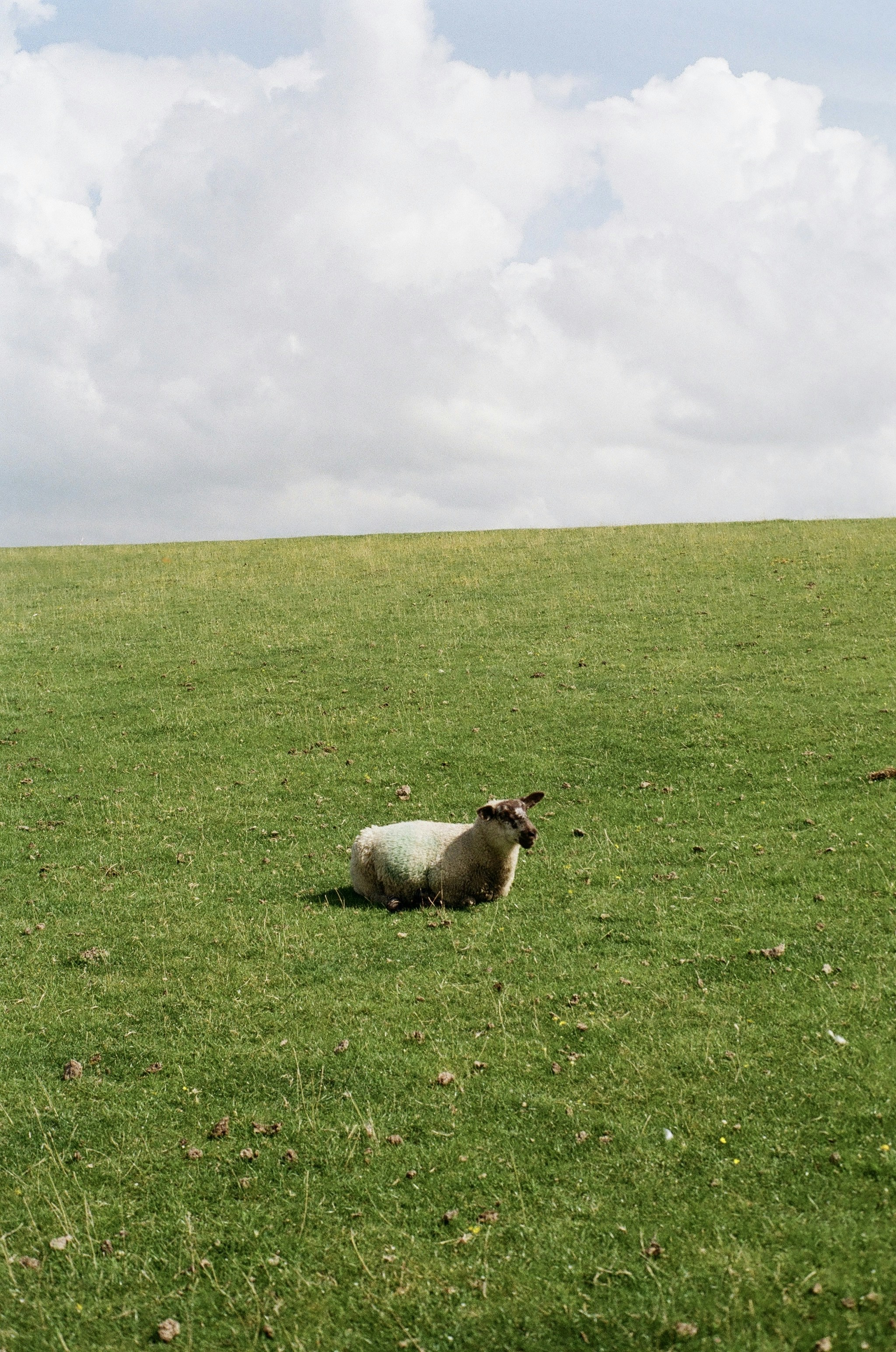 A sheep is standing in the middle of a grassy field photo – Free Sheep ...