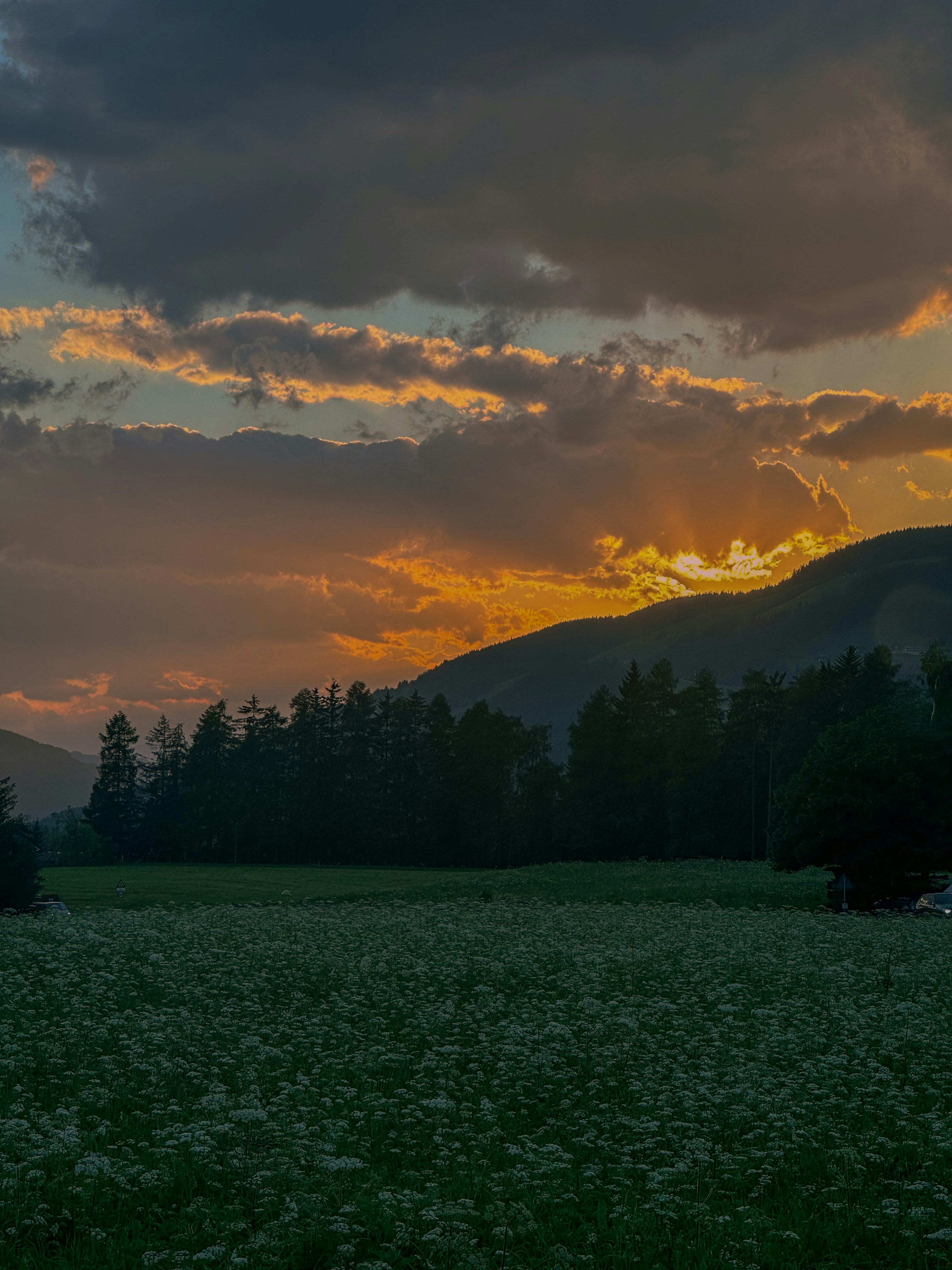 Gold Hour Over a Field of White Blooms and a Mountain Ridge