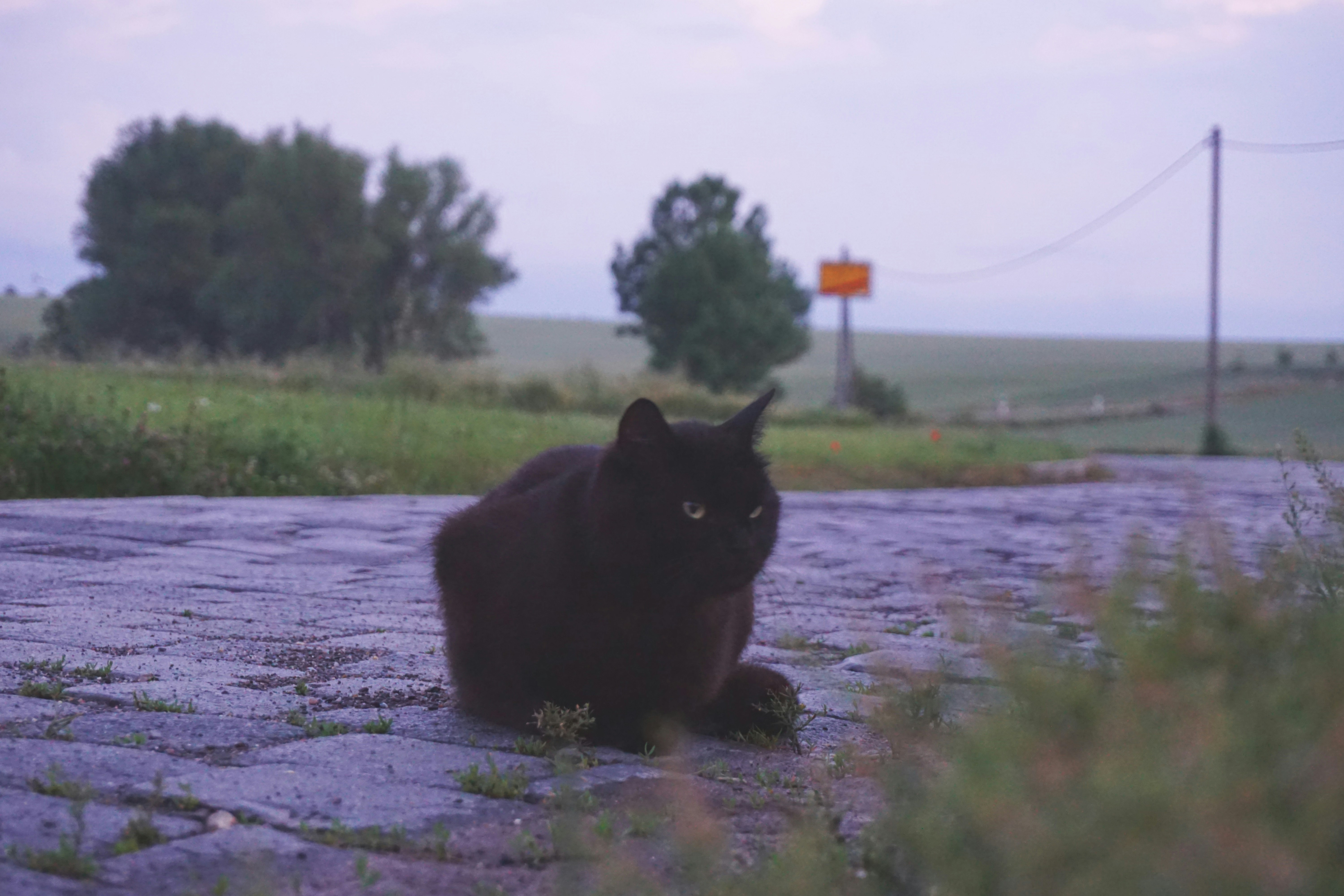 Black Velvet on a Quiet Cobblestone Lane at Dusk