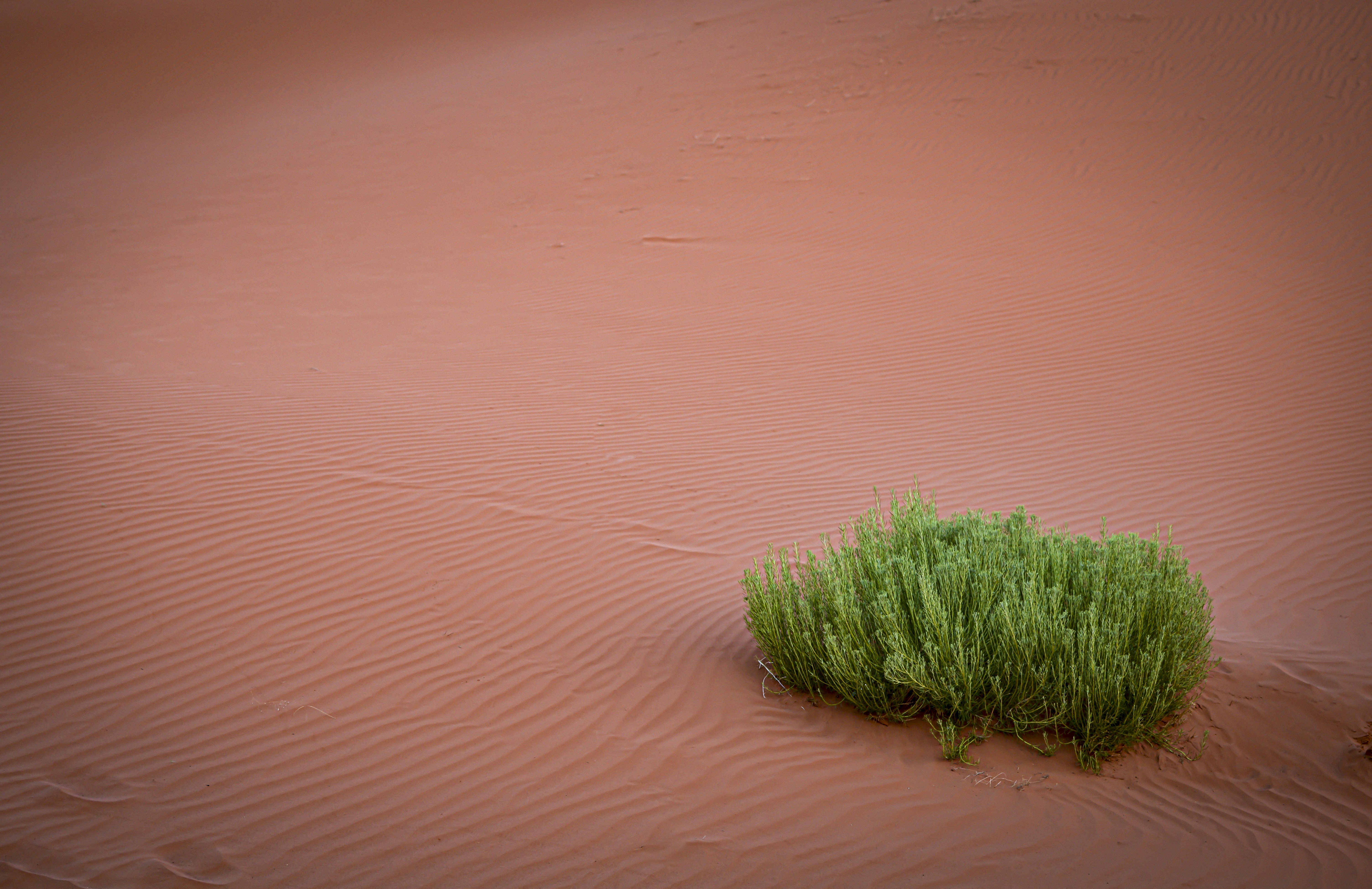 Verdant Beacon on a Sea of Amber Dunes