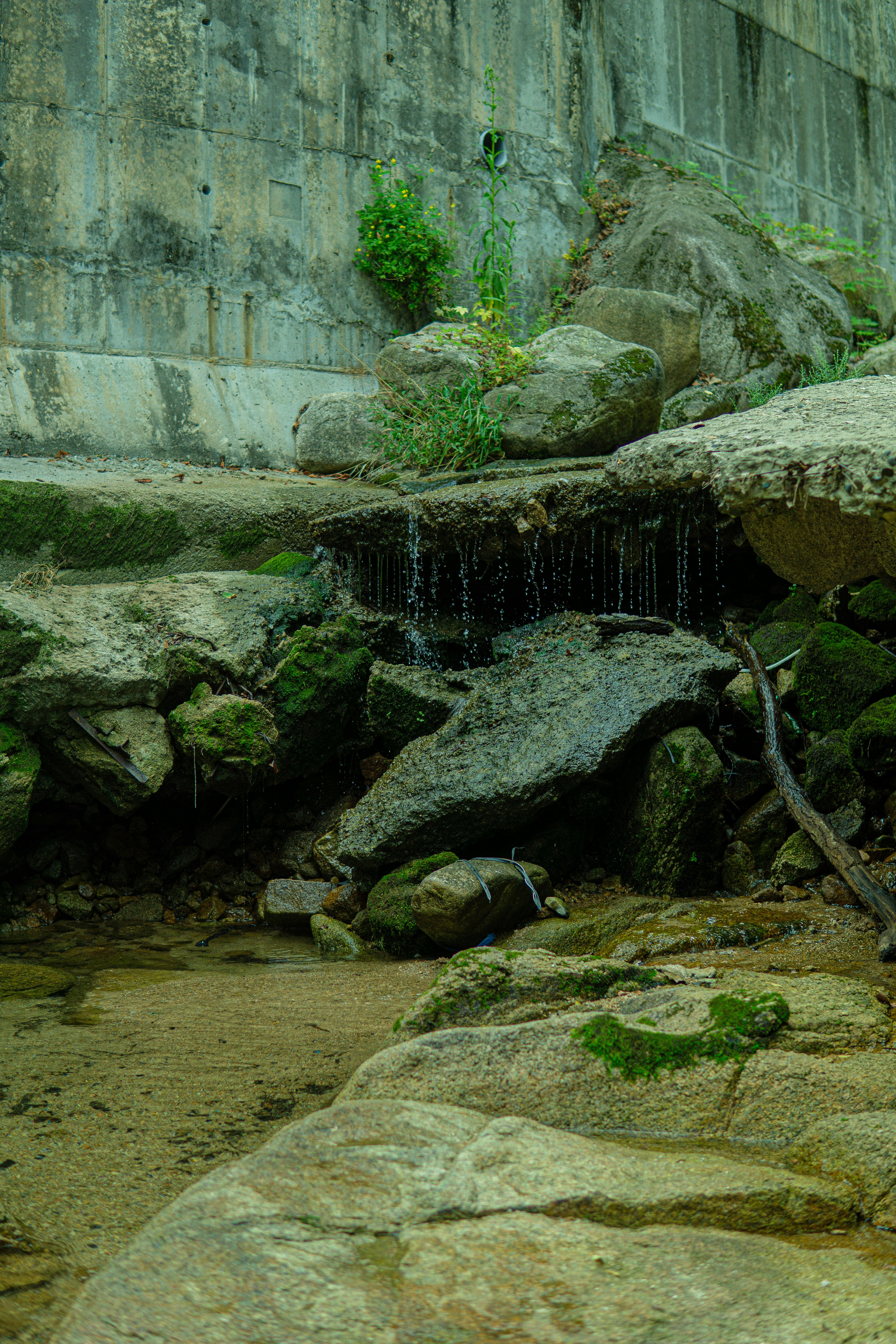 Whispers of Nature: The Hidden Stream