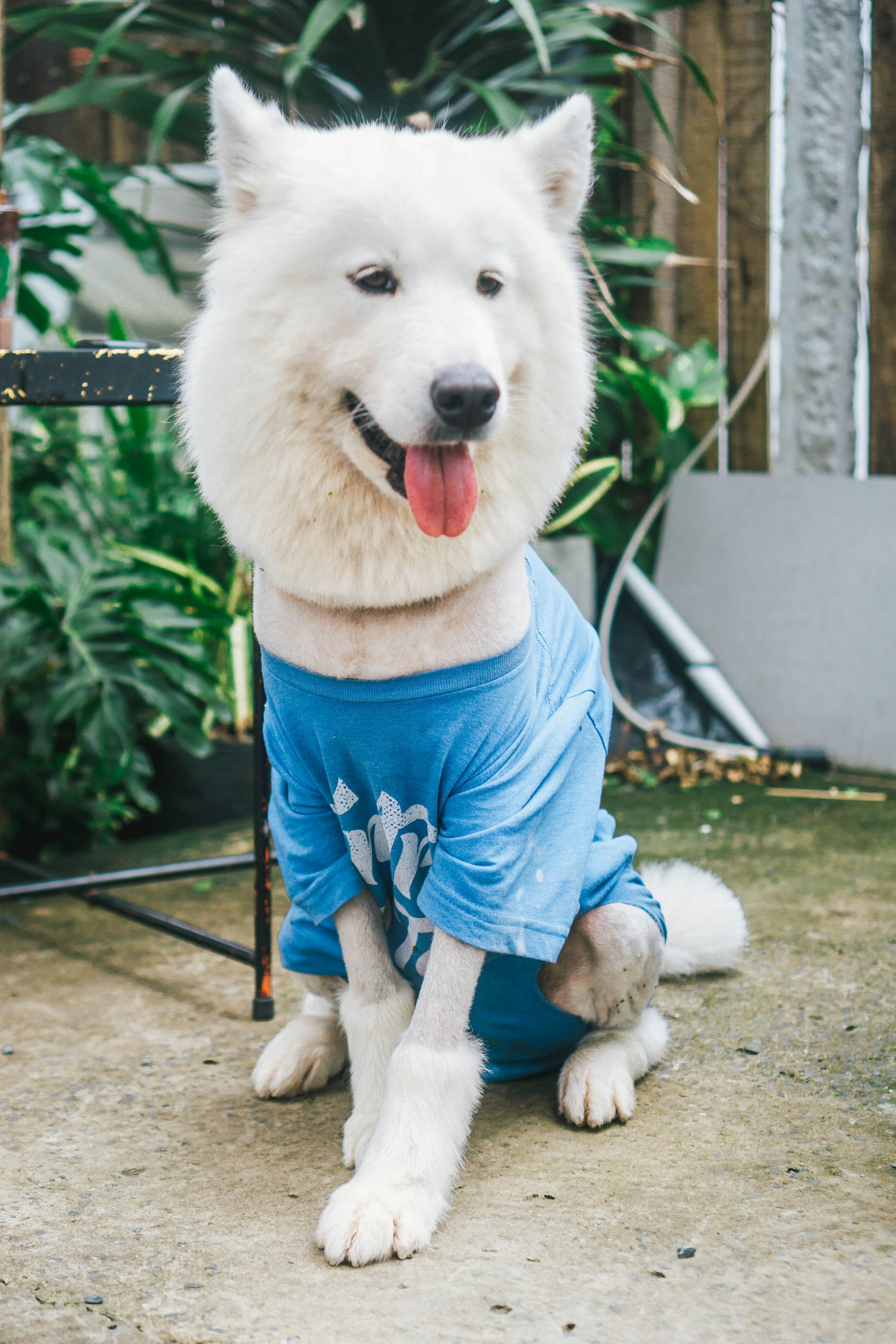 White-Furred companion in a blue tee outdoors