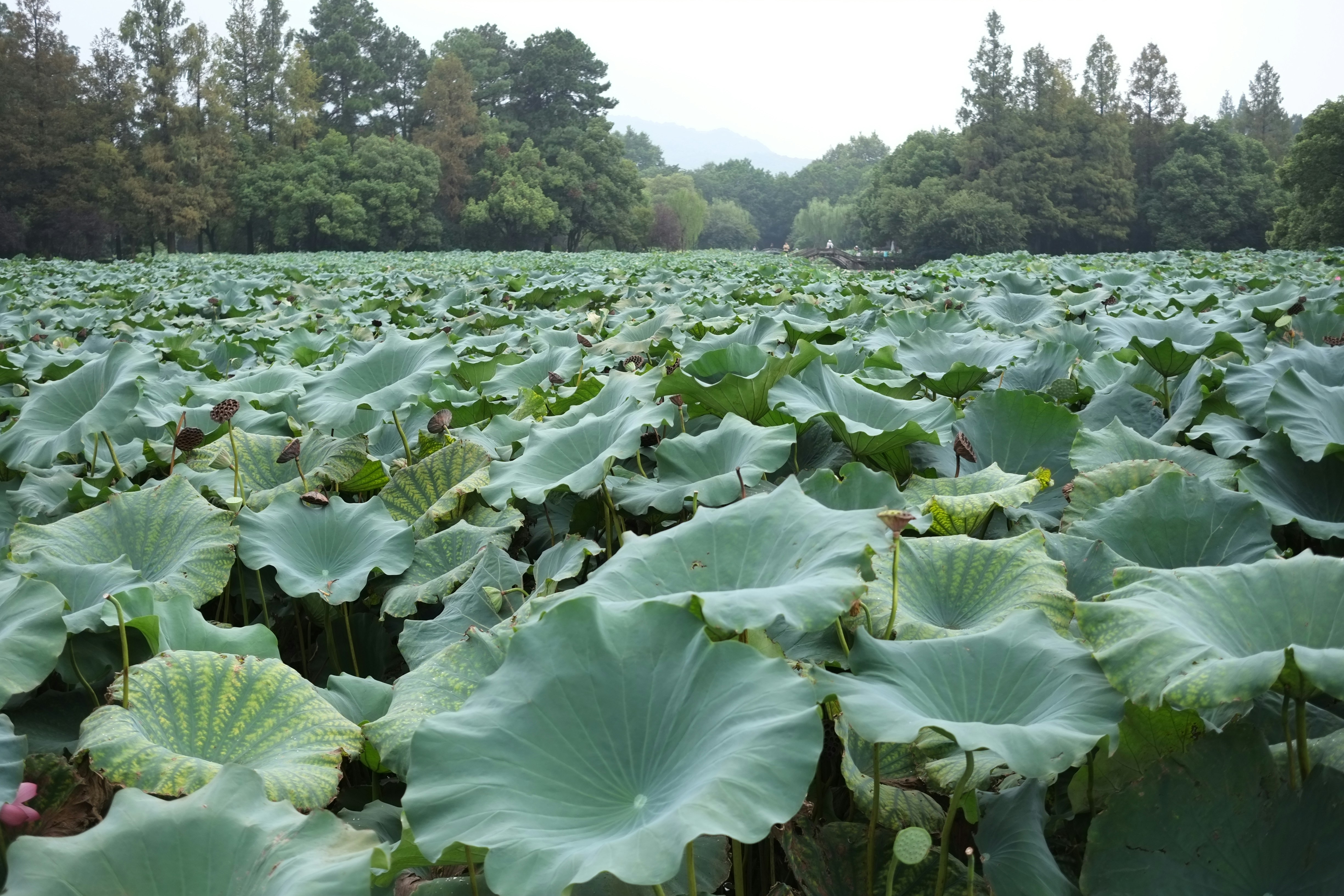 Emerald Sea of Lotus Leaves Across a Quiet Lake